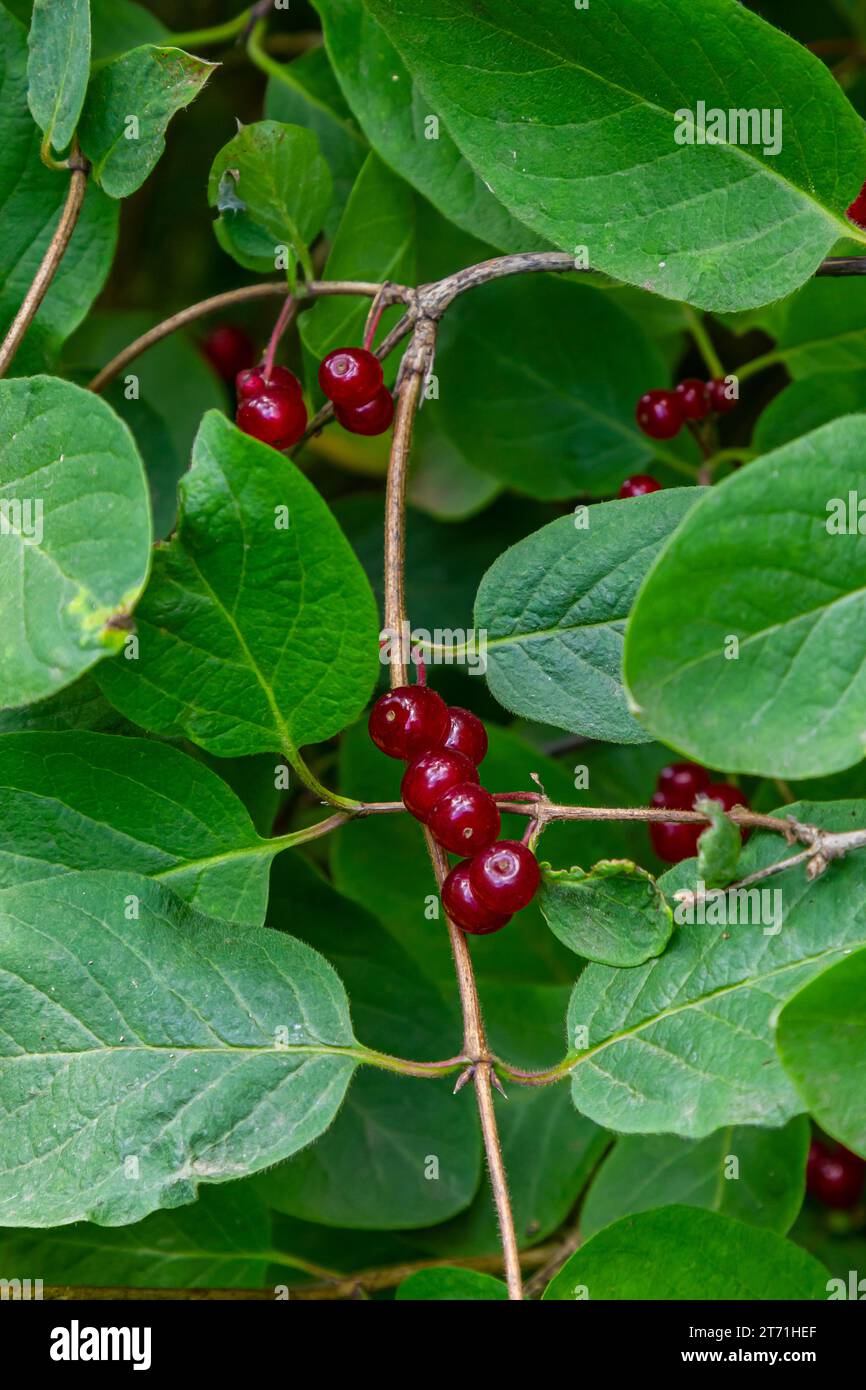 Festive Holiday Honeysuckle Branch with Red Berries Lonicera xylosteum ...