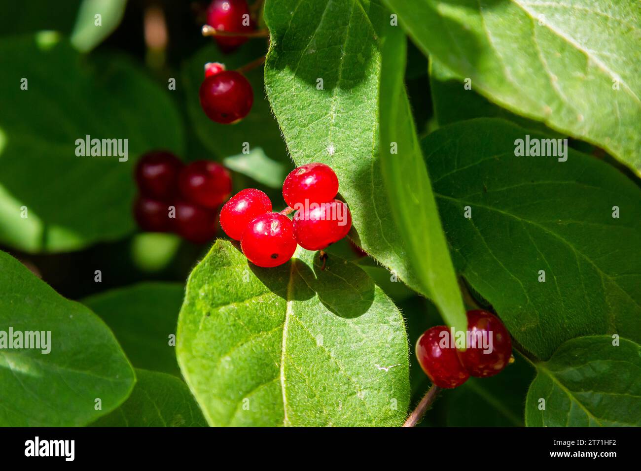 Festive Holiday Honeysuckle Branch with Red Berries Lonicera xylosteum ...