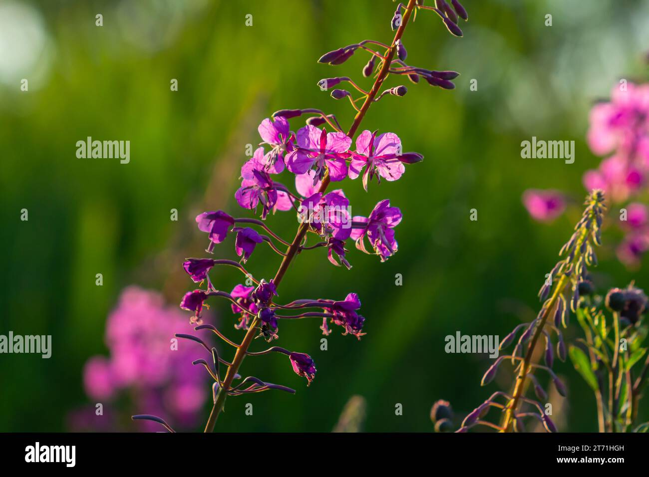 Wonderful flowering fireweed Chamaenerion angustifolium highlighted by ...