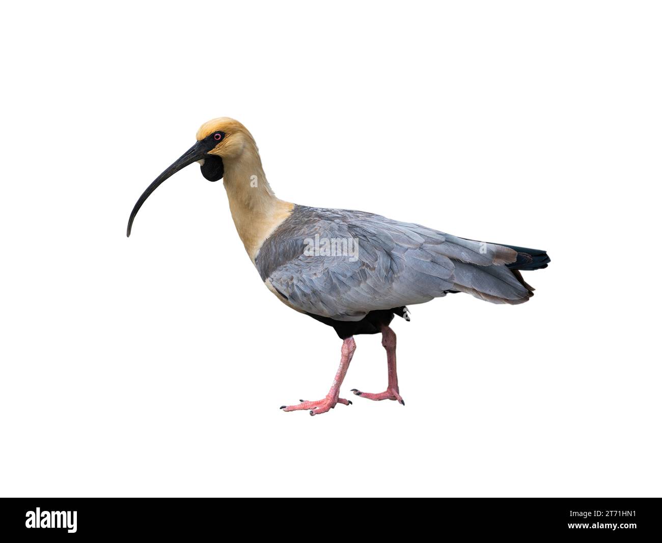black-faced ibis isolated on white background Stock Photo - Alamy