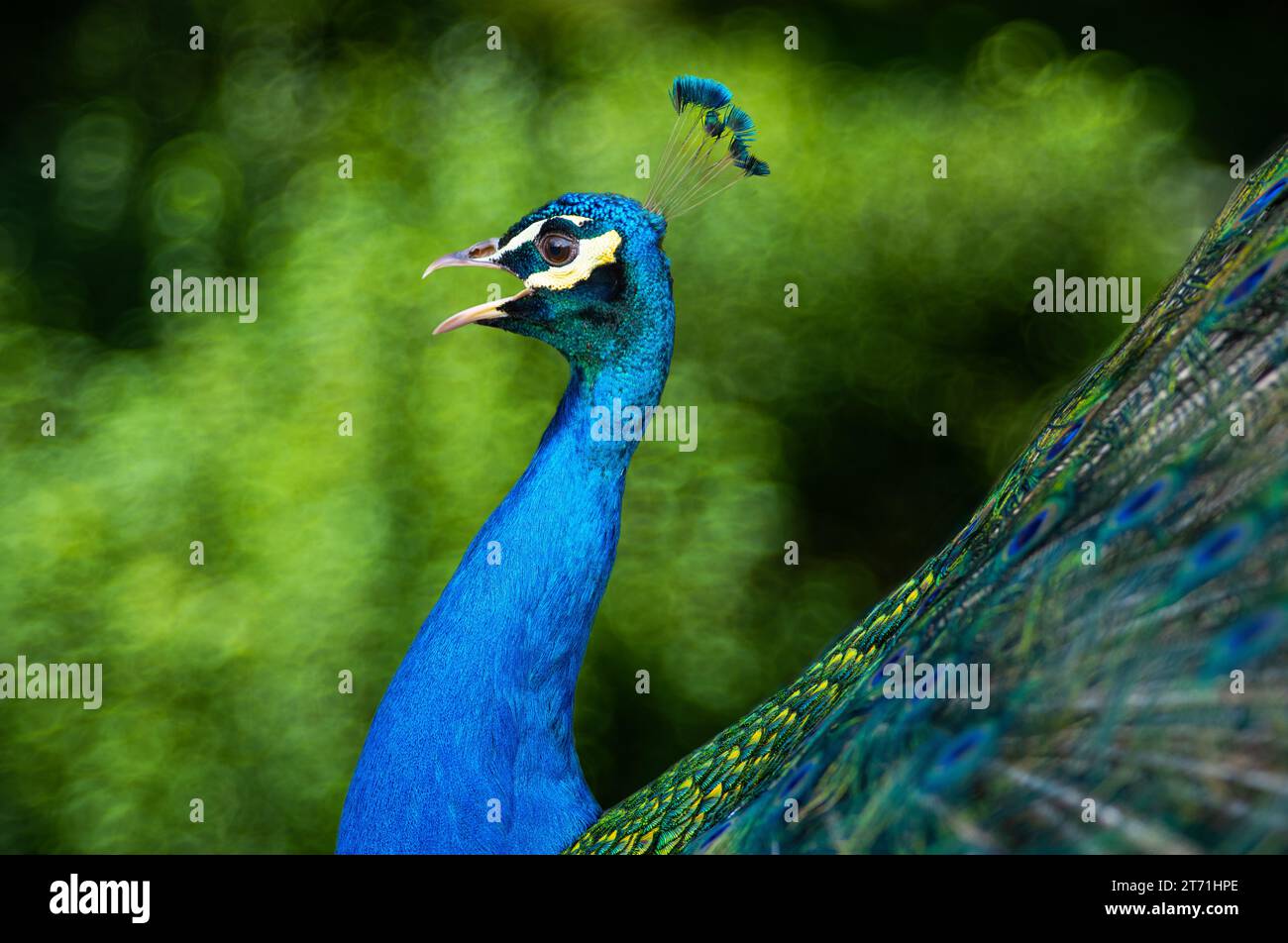 peacock screaming on the background of the forest Stock Photo - Alamy