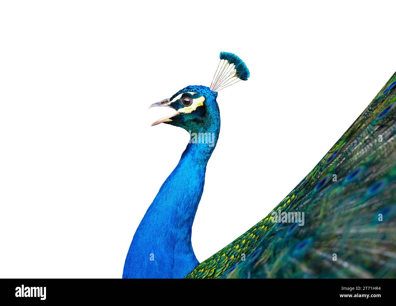 screaming peacock isolated on white background Stock Photo - Alamy