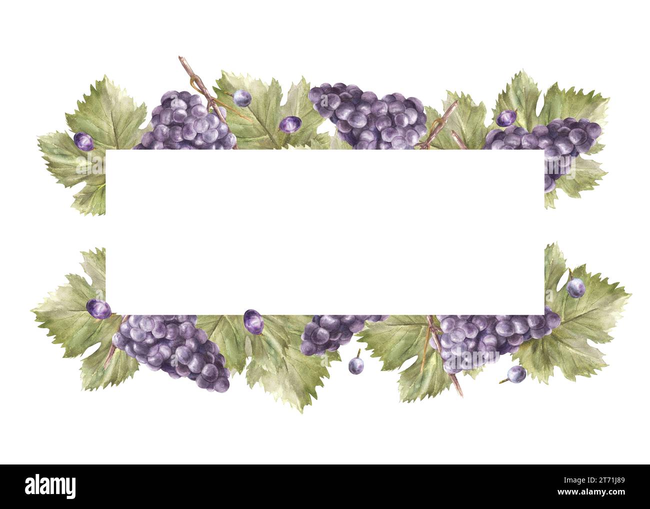 Watercolor rectangular frame, bunch of blue grapes leaves and grape ...