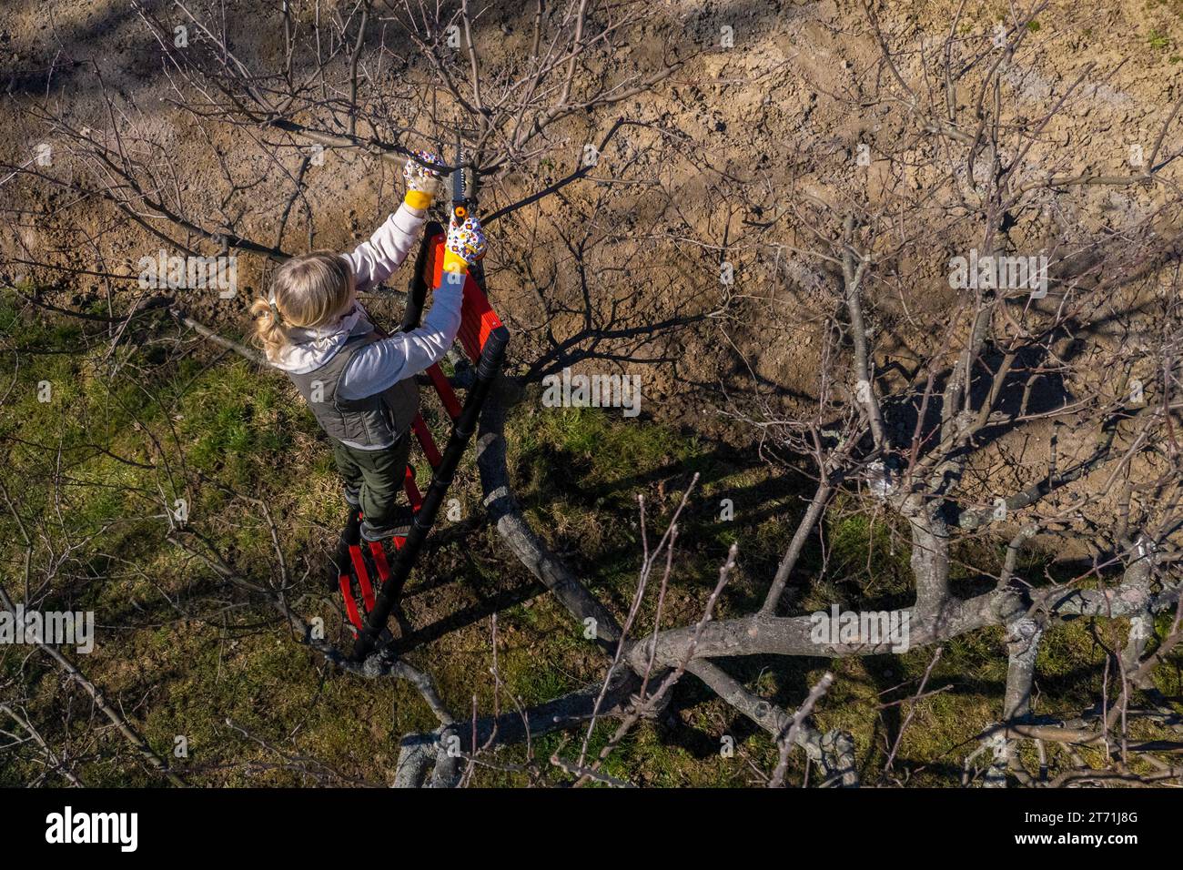 Aerial view of a woman pruning fruit trees in her garden from a ladder ...
