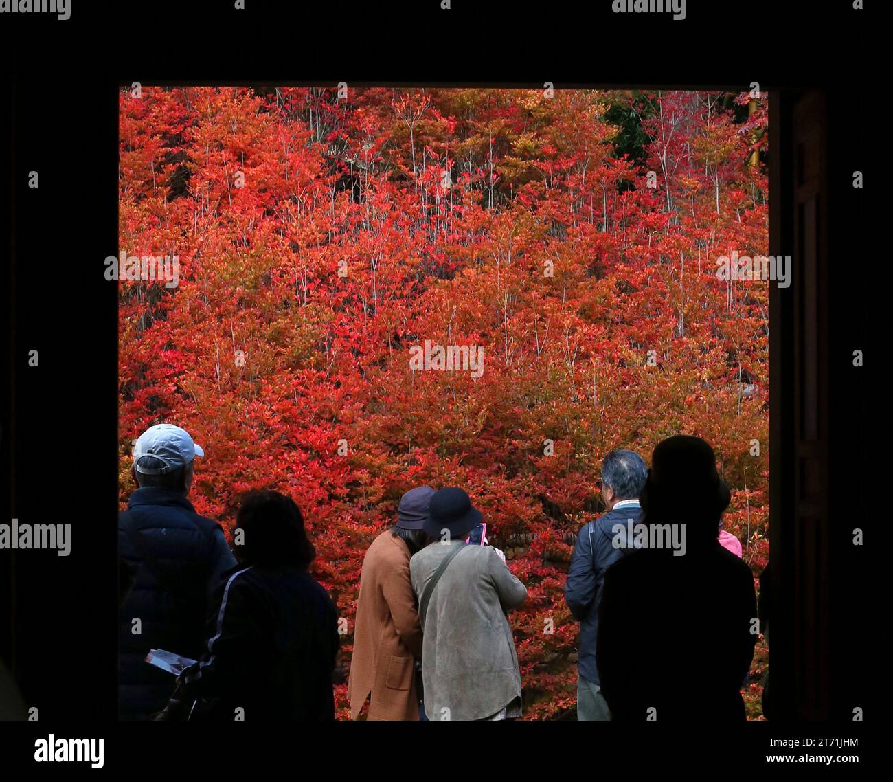 Flowers of Enkianthus perulatus (dodan-tsutsuji) start to turn red at ...