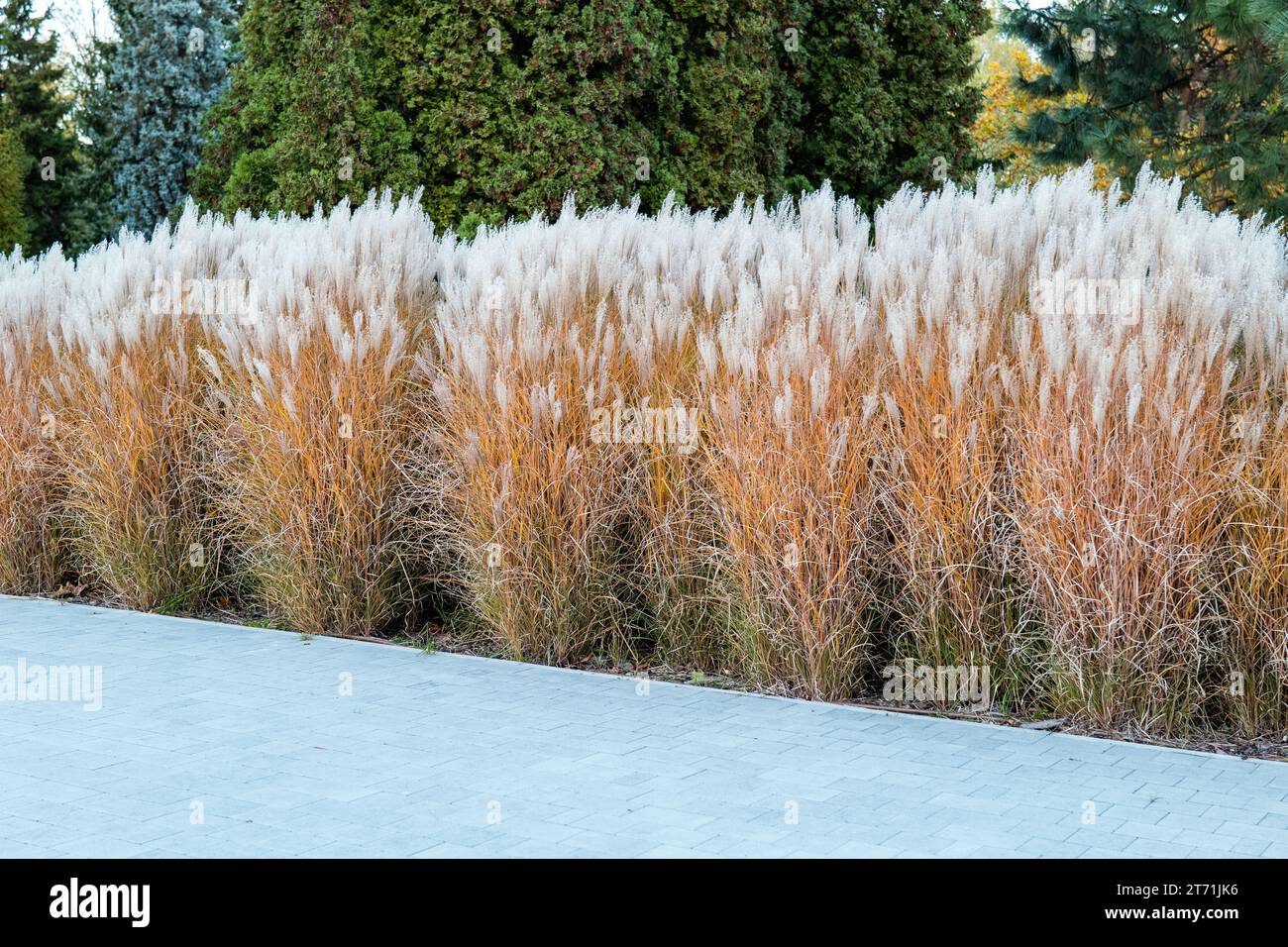 Ornamental bushes hi-res stock photography and images - Alamy
