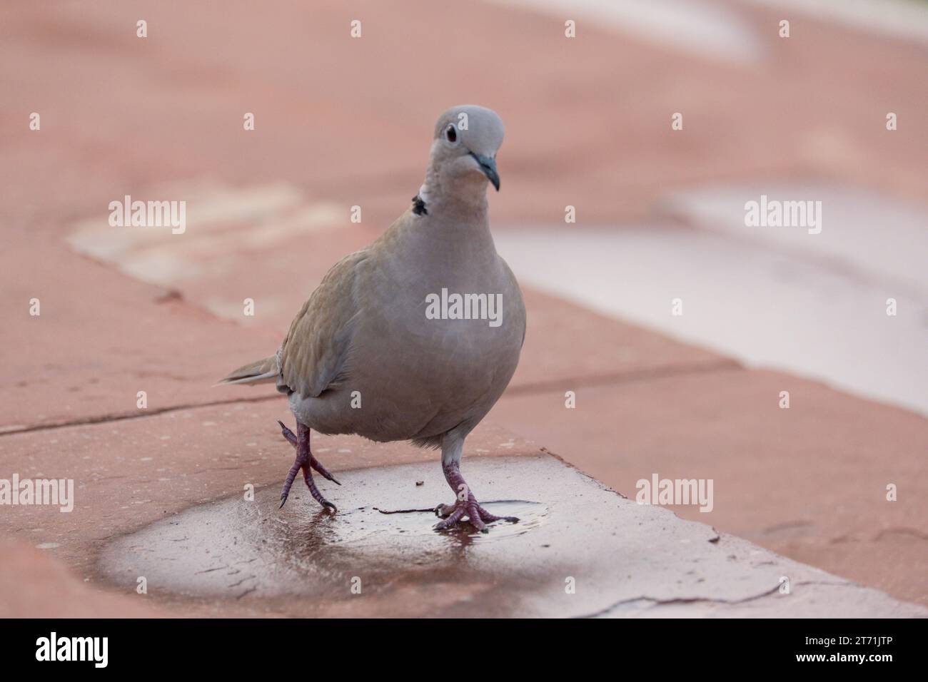 Close up of a ring-necked dove (Streptopelia capicola), also known as ...