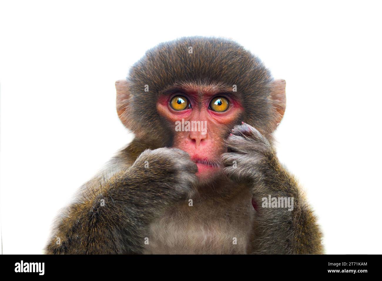 monkey aggressive isolated on white background Stock Photo - Alamy