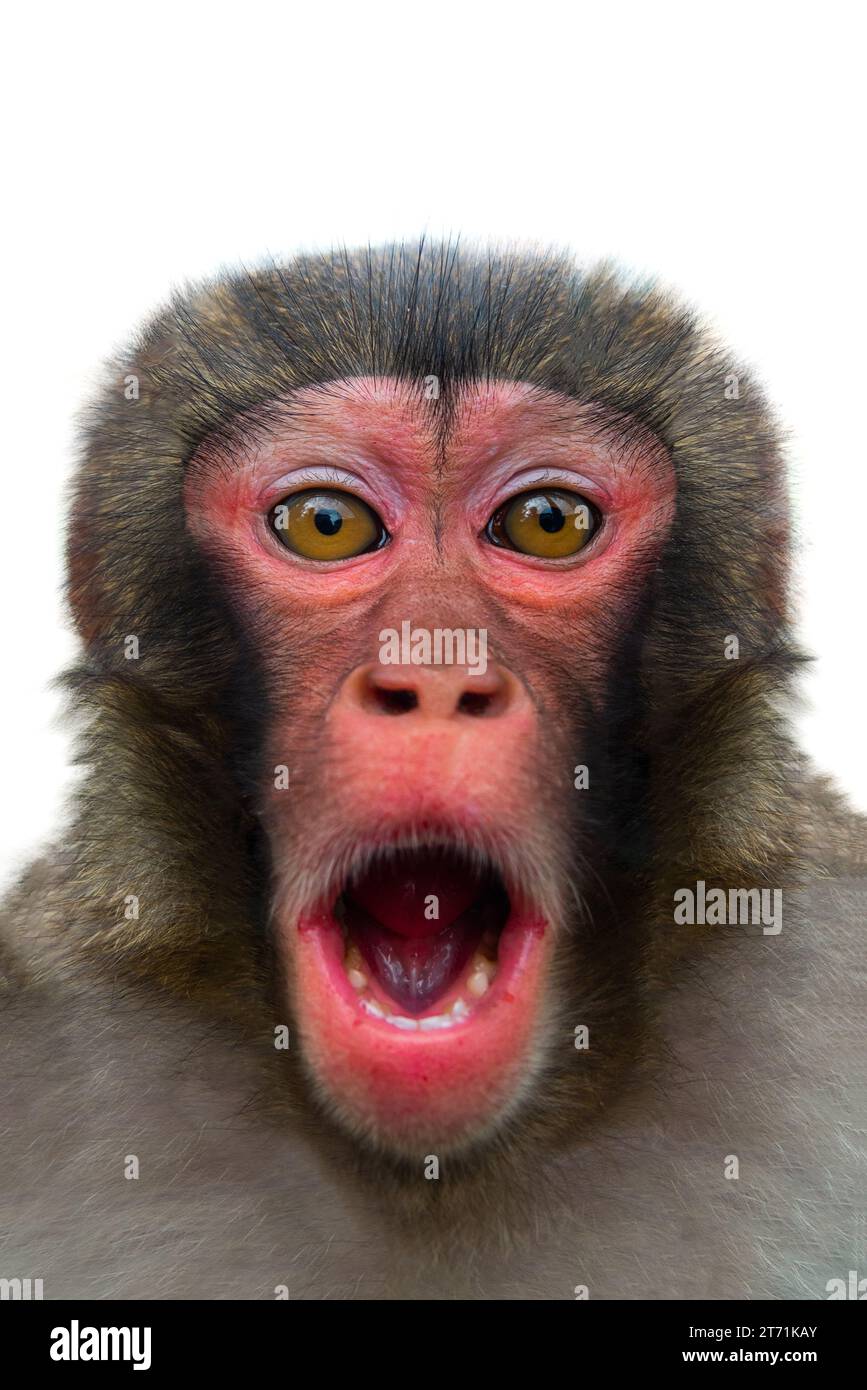 surprised monkey with big eyes isolated on white background Stock Photo ...
