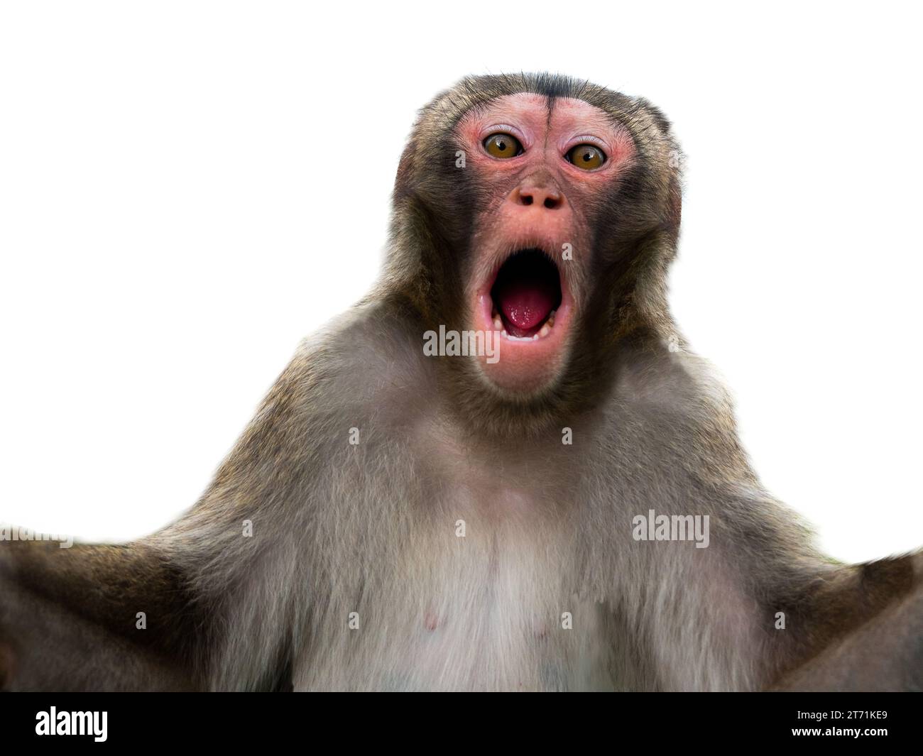surprised monkey with big eyes isolated on white background Stock Photo ...