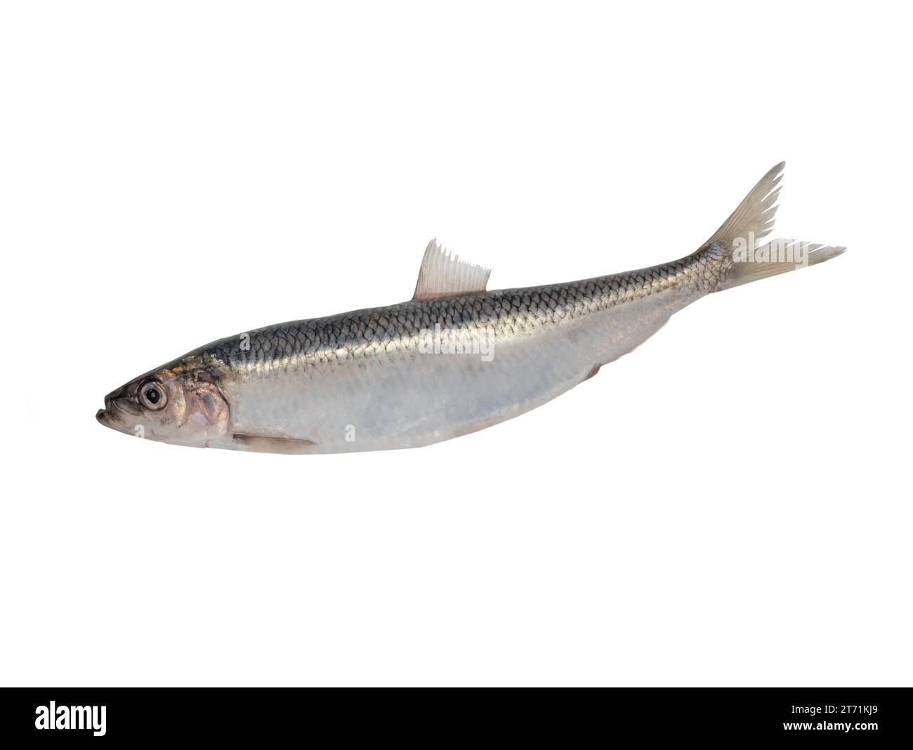 Big Baltic herring is isolated on a white background Stock Photo - Alamy