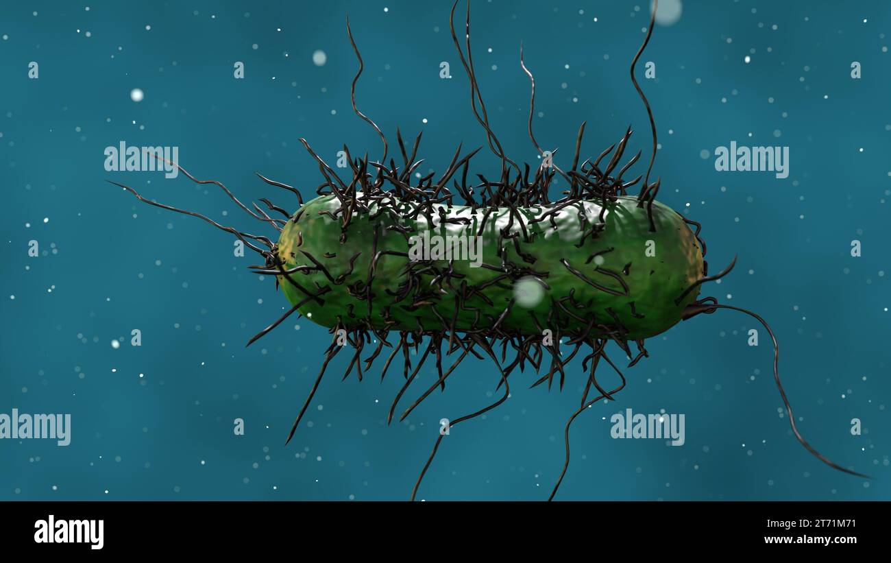 Microscopic view escherichia coli bacteria hi-res stock photography and ...