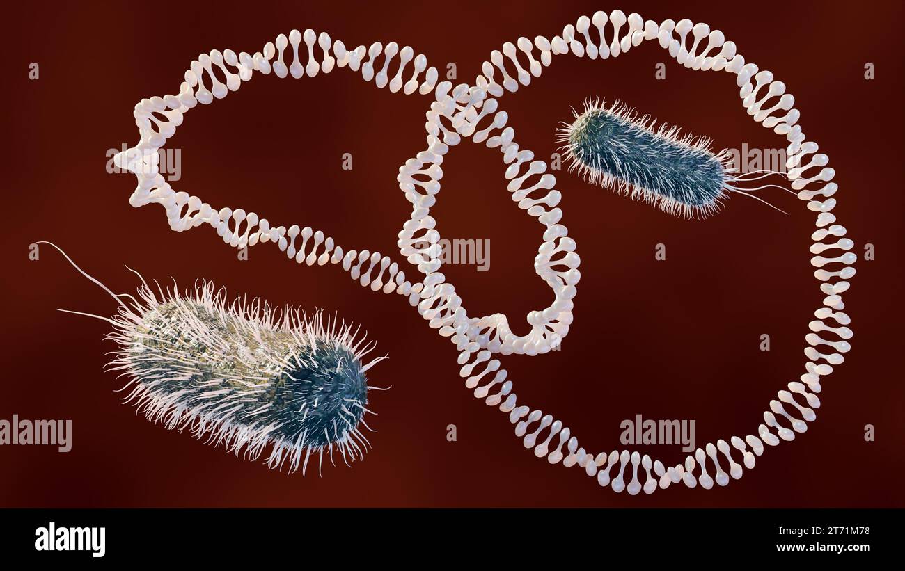3D rendering of plasmid circular DNA and Escherichia coli bacteria ...