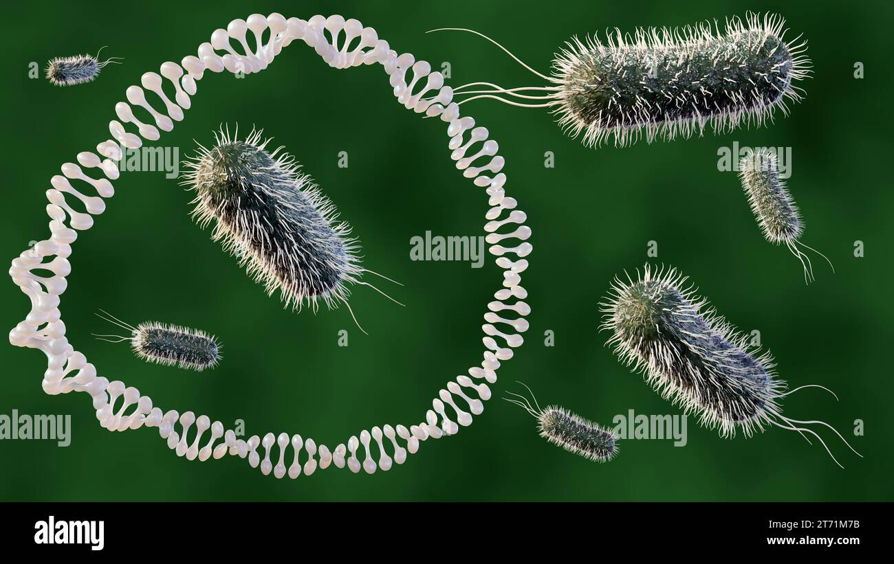 3D rendering of plasmid circular DNA and Escherichia coli bacteria ...