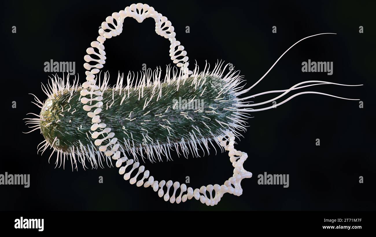 3D rendering of plasmid circular DNA and Escherichia coli bacteria ...