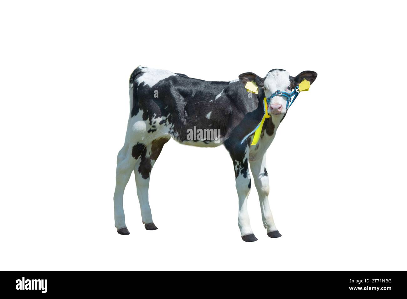Adorable black white calf Cut Out Stock Images & Pictures - Alamy