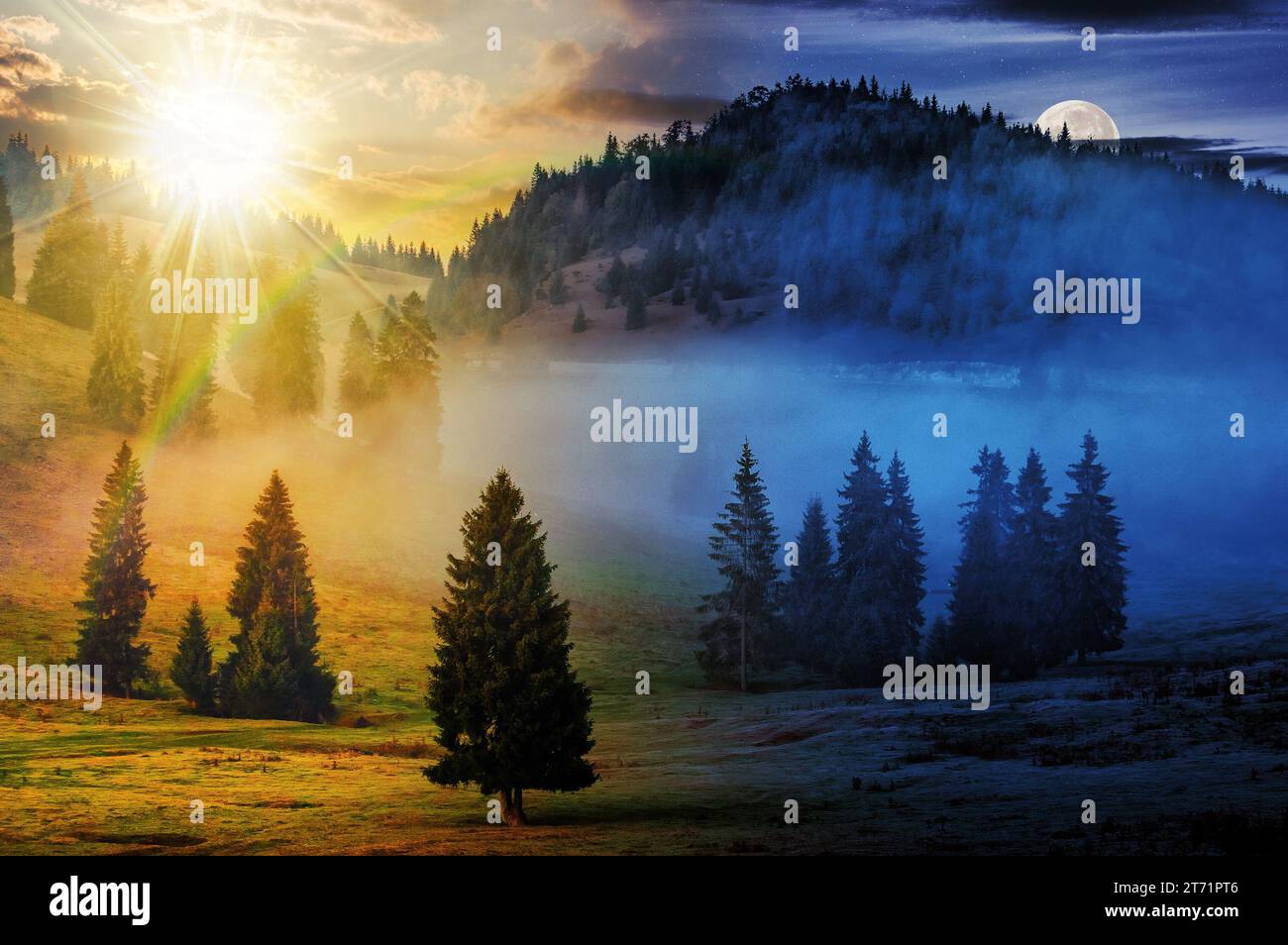 cold fog in the valley with conifer forest in mountains of Romania with ...