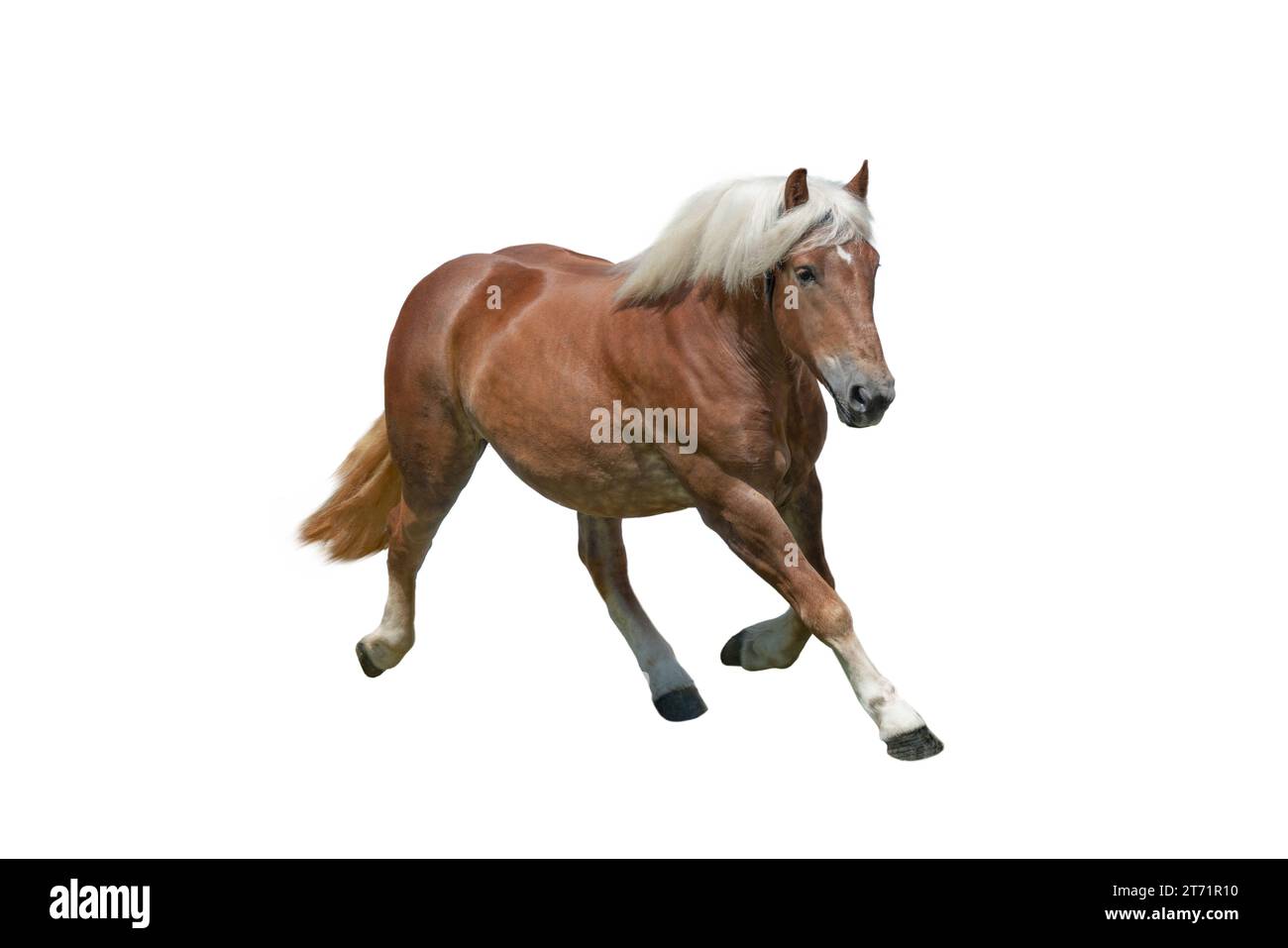 Livestock run Cut Out Stock Images & Pictures - Alamy