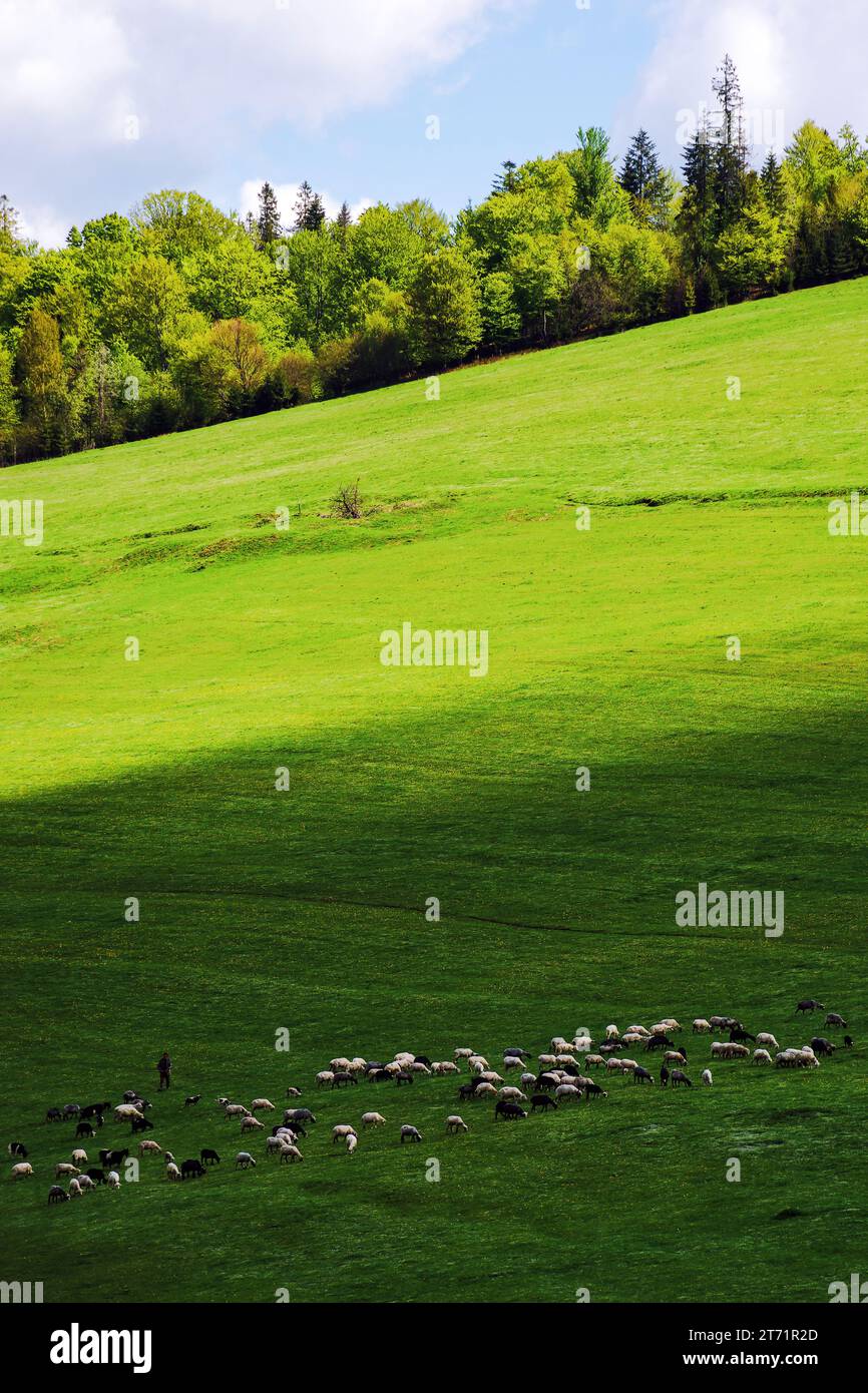 Outdoor sheep spring hi-res stock photography and images - Alamy