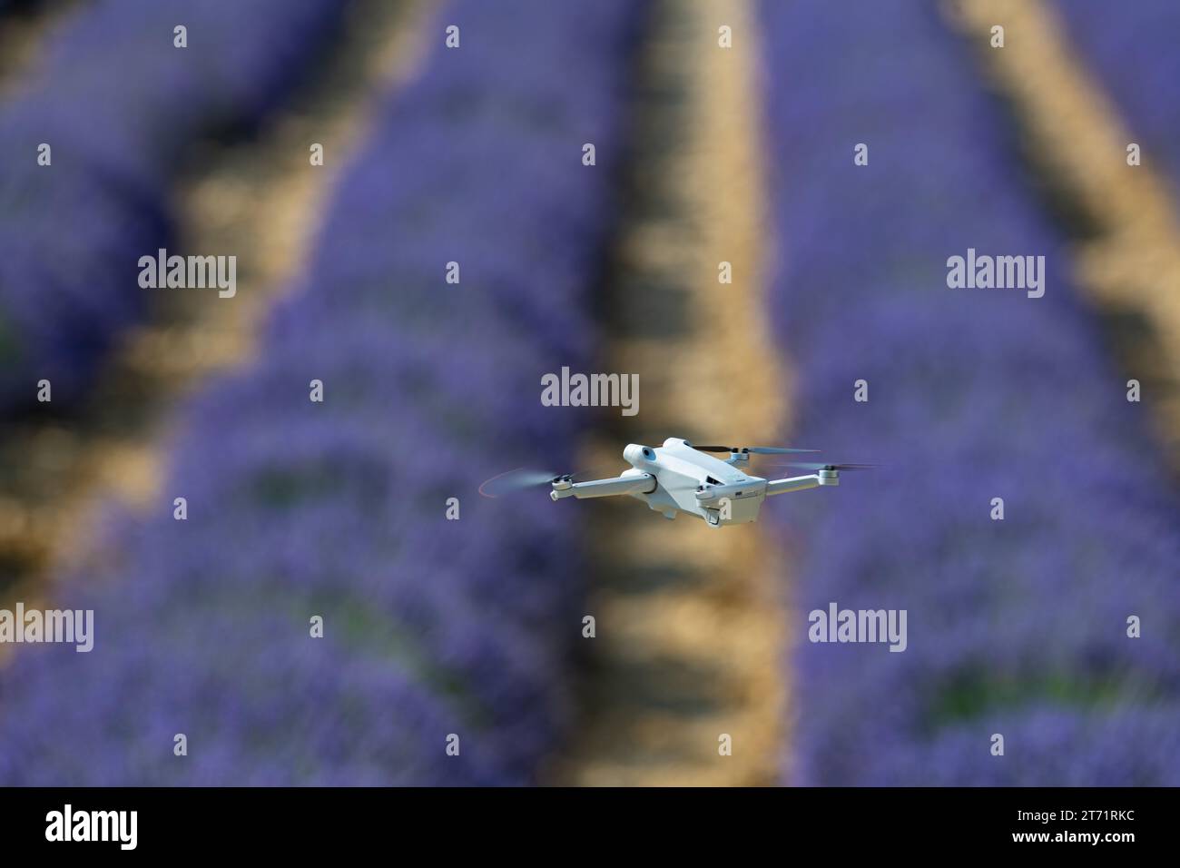 Drone flying over lavender field, Valensole, Provence Stock Photo - Alamy