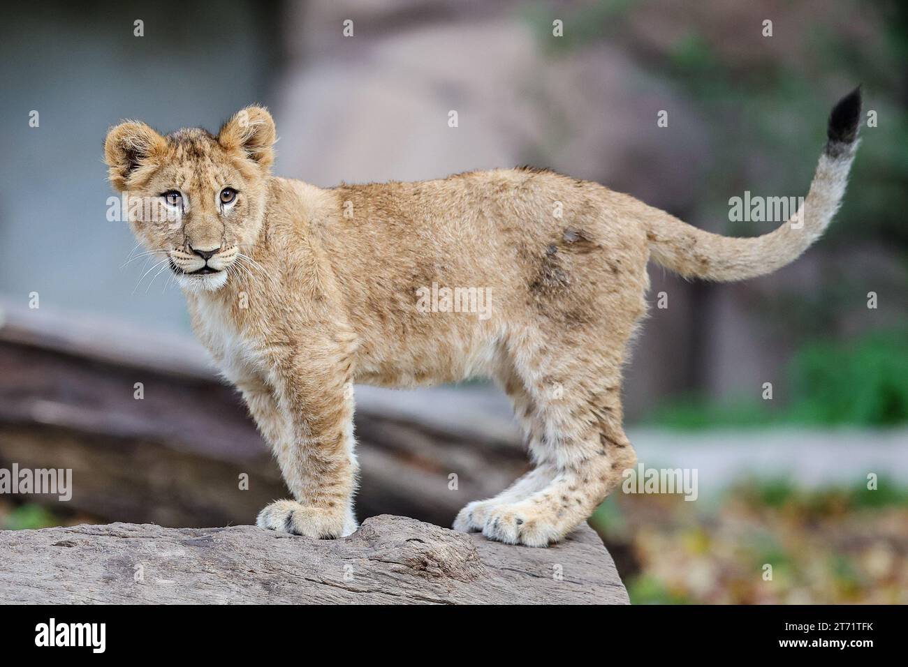 Leipzig, Germany. 13th Nov, 2023. A lion cub stands in the lion ...