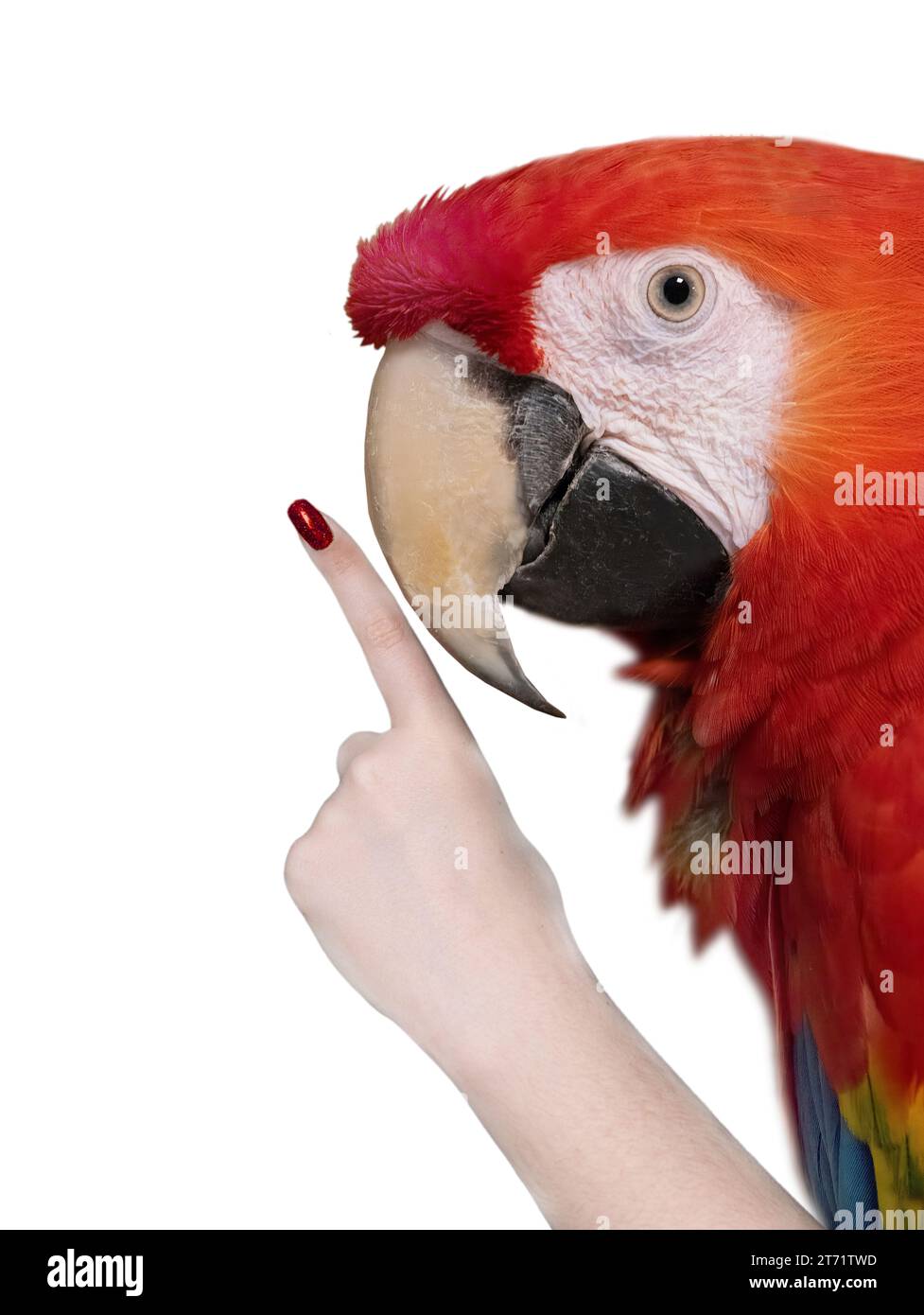 red parrot with index fingerisolated on white background Stock Photo ...