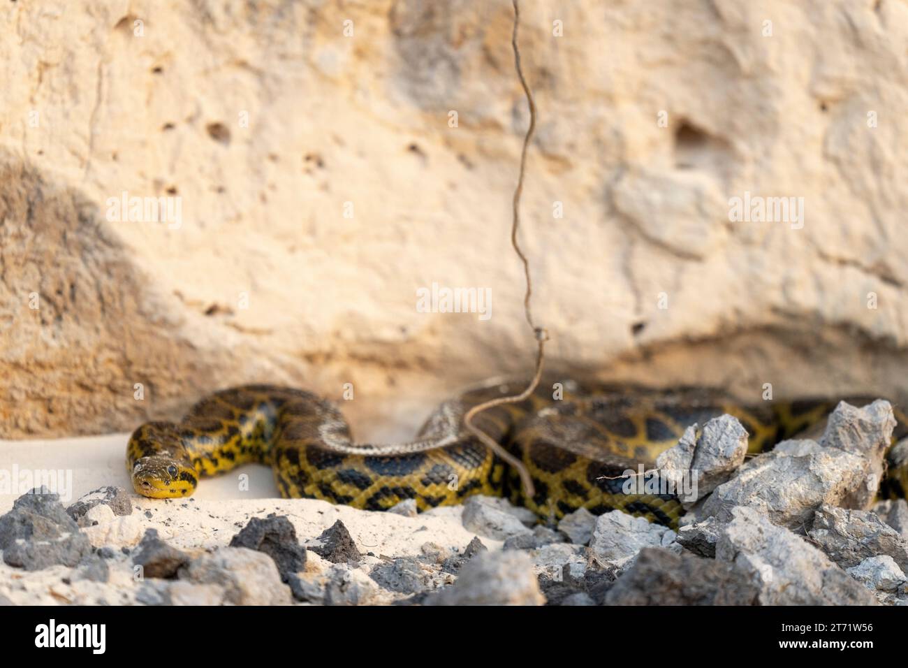 Anaconda territory hi-res stock photography and images - Alamy