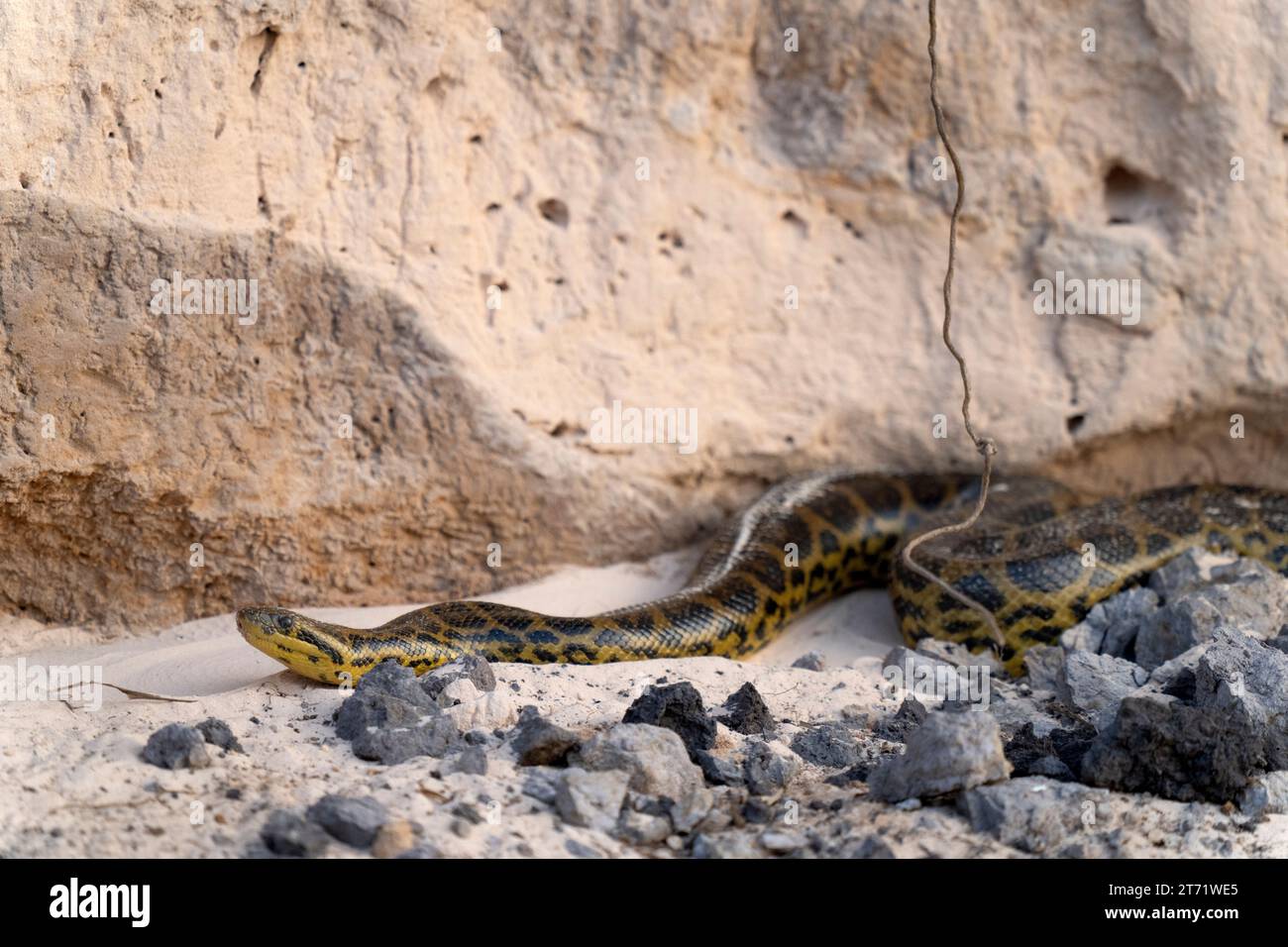 Yellow anaconda on a bank of river in Pantanal, Brazil, October 3, 2023 ...