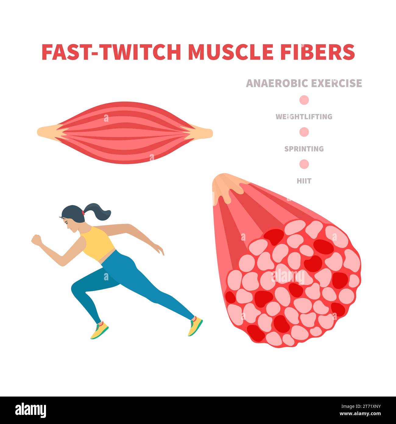 Fast twitch white muscle fiber type illustration Stock Vector Image ...