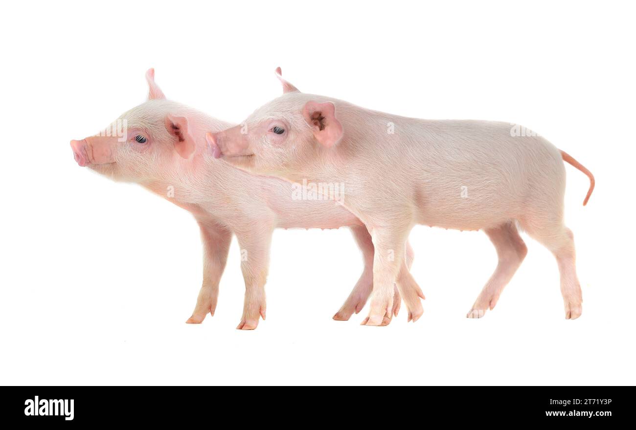 two pig isolated on white background Stock Photo - Alamy