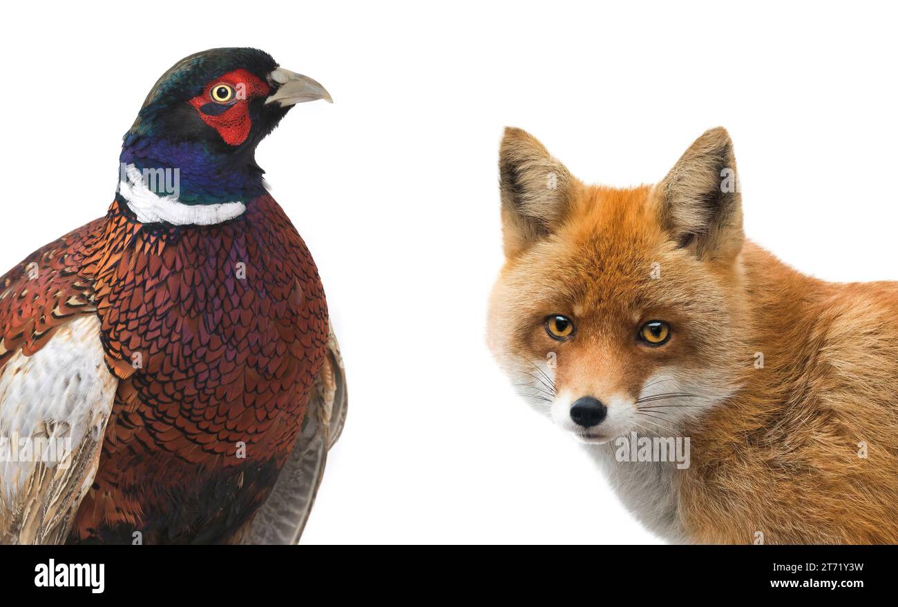Pheasant and fox isolated on white background Stock Photo - Alamy