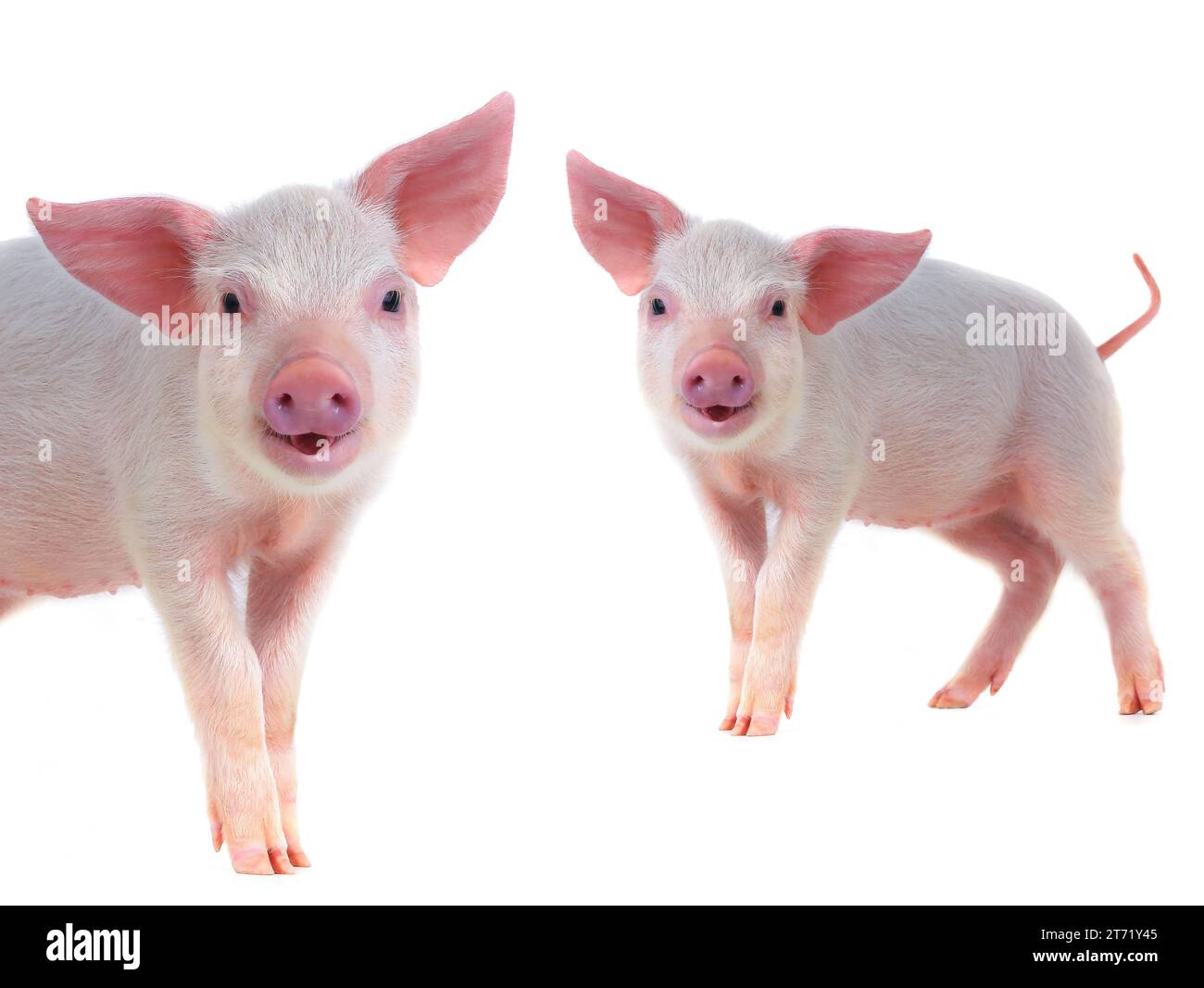 Smiling pig hi-res stock photography and images - Alamy
