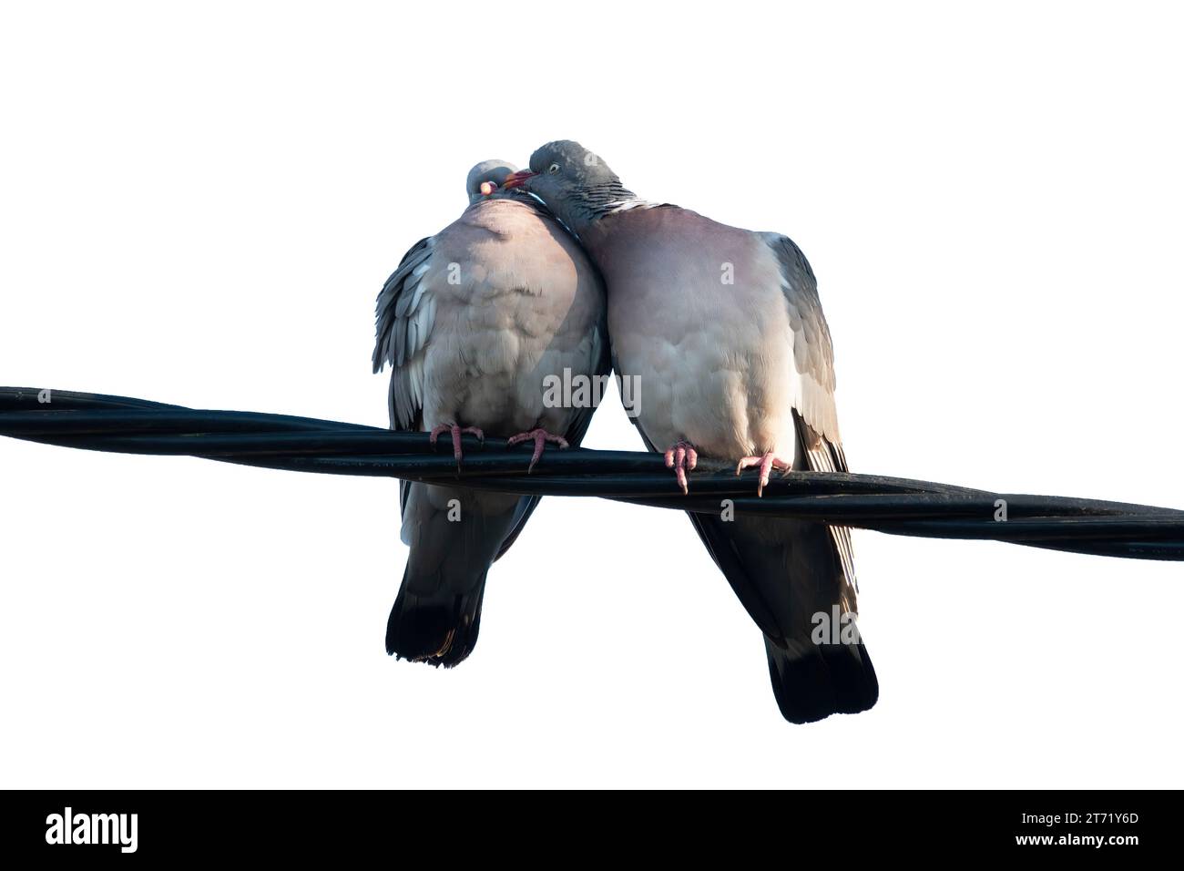 kissing doves isolated on white background Stock Photo - Alamy