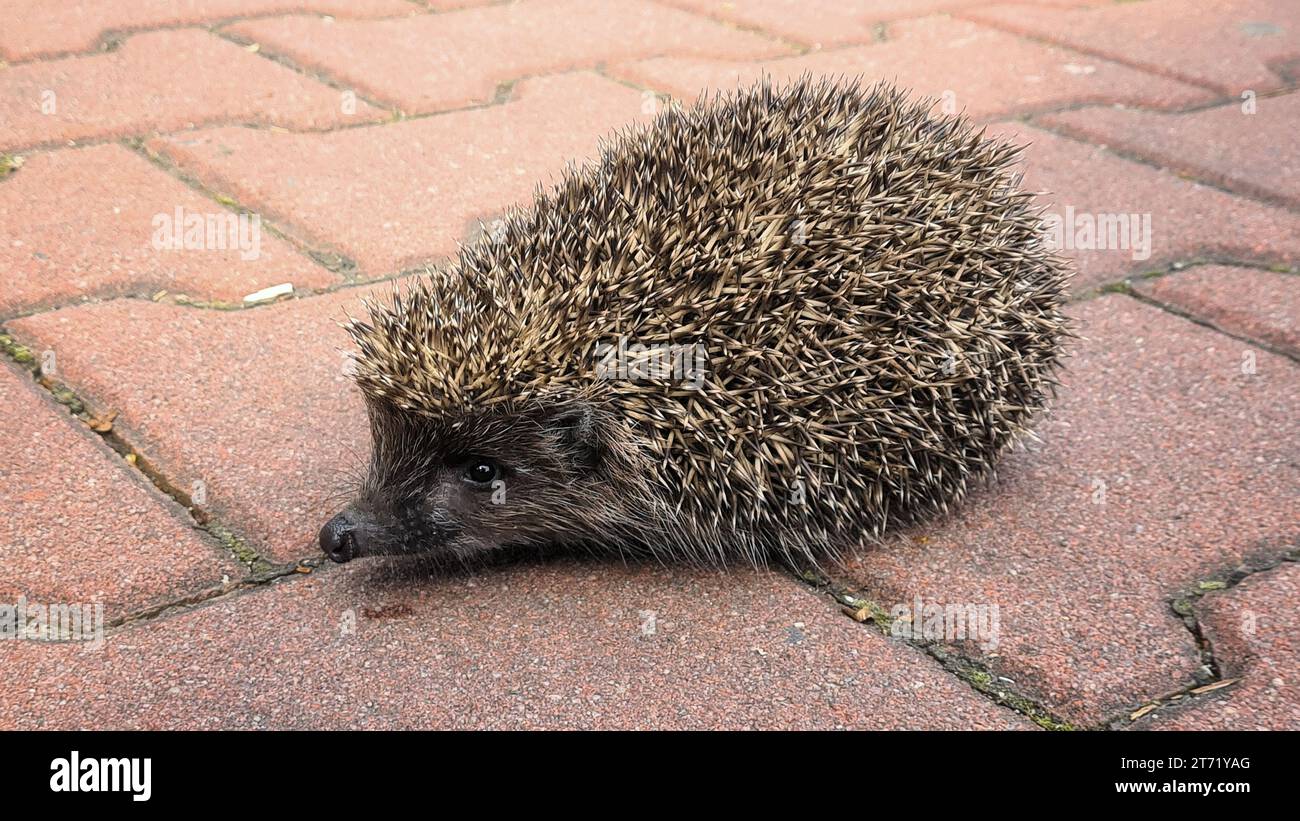 Hedgehog pathway hi-res stock photography and images - Alamy