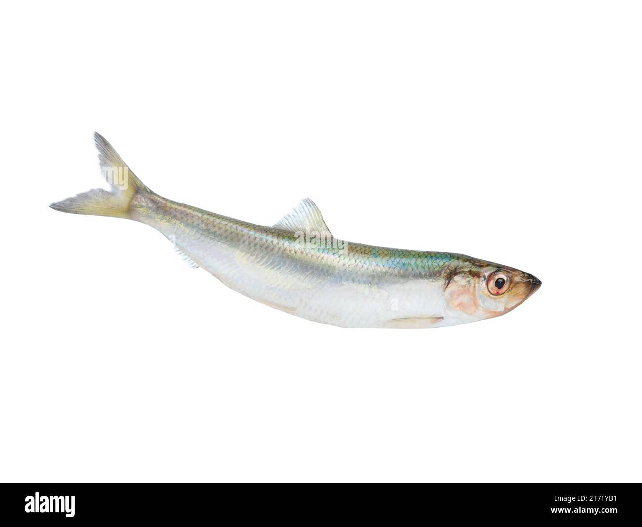 back side of the fish isolated on white background Stock Photo - Alamy