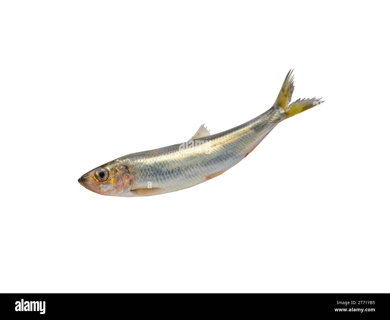 back side of the fish isolated on white background Stock Photo - Alamy