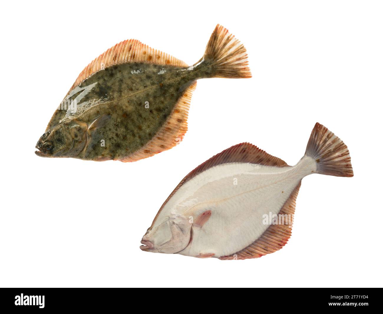Baltic sea flounder isolated on white background Stock Photo - Alamy