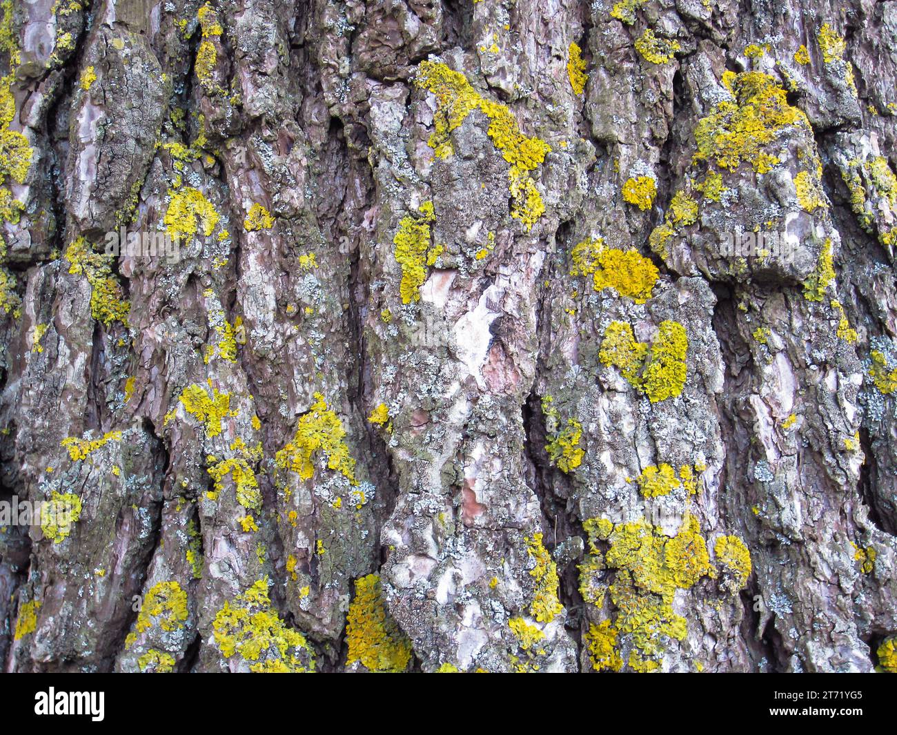 background texture of bark on the trunk of a tree ; background texture ...