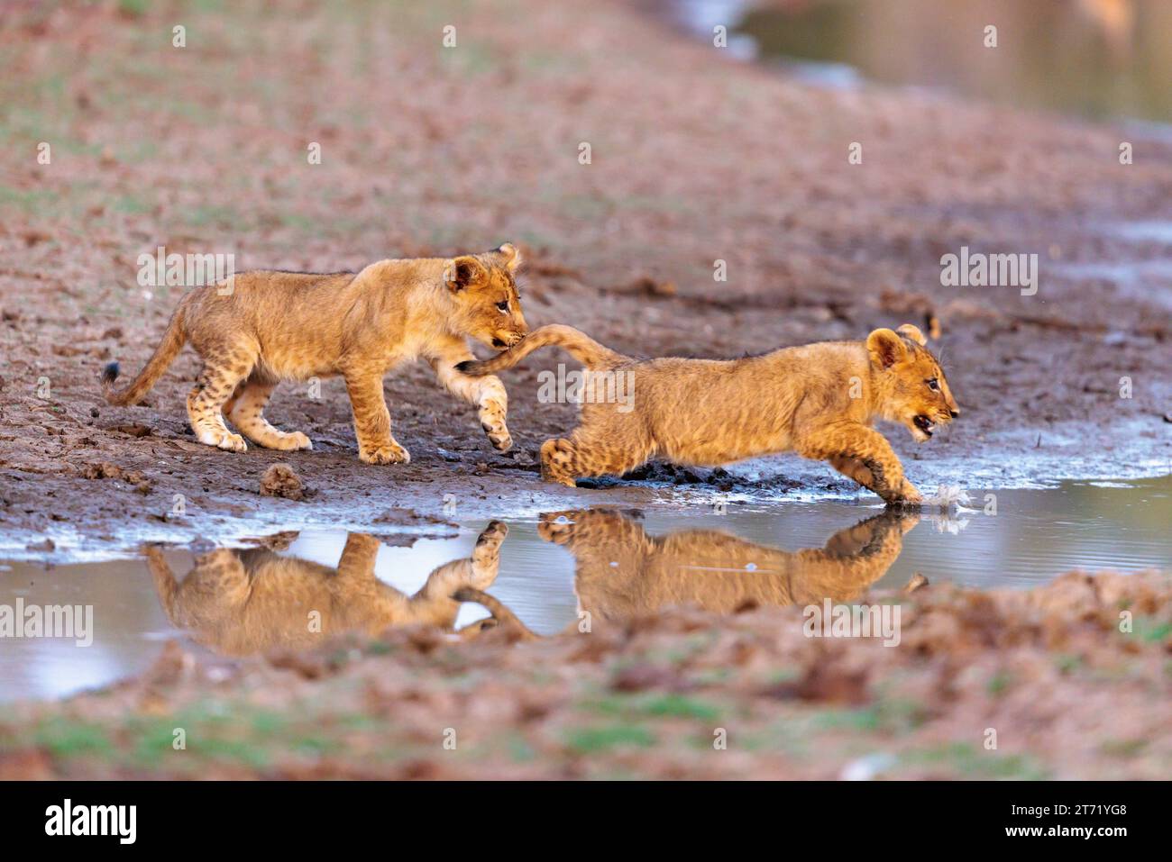 Lions cubs daring the water AFRICA ADORABLE lion cubs were snapped ...