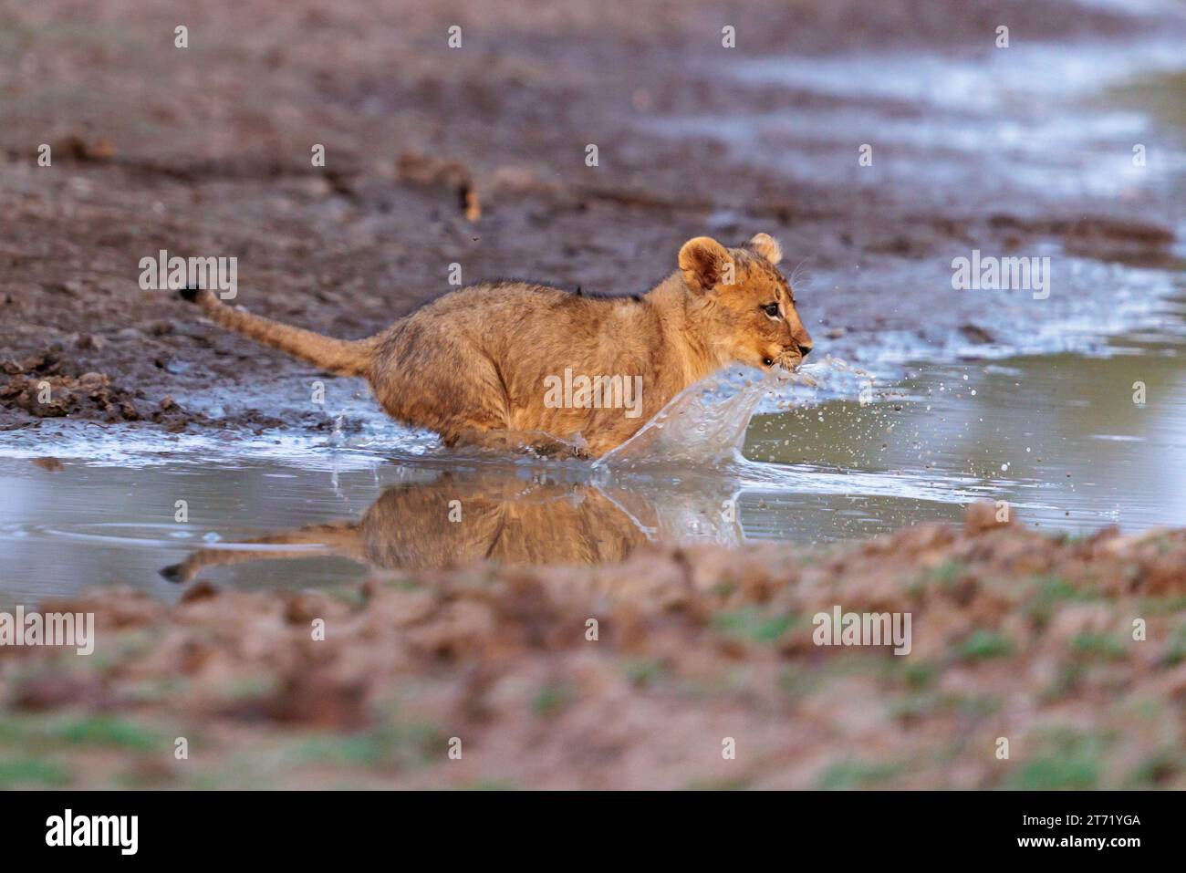 Lion cub rushing to meet his mother AFRICA ADORABLE lion cubs were ...