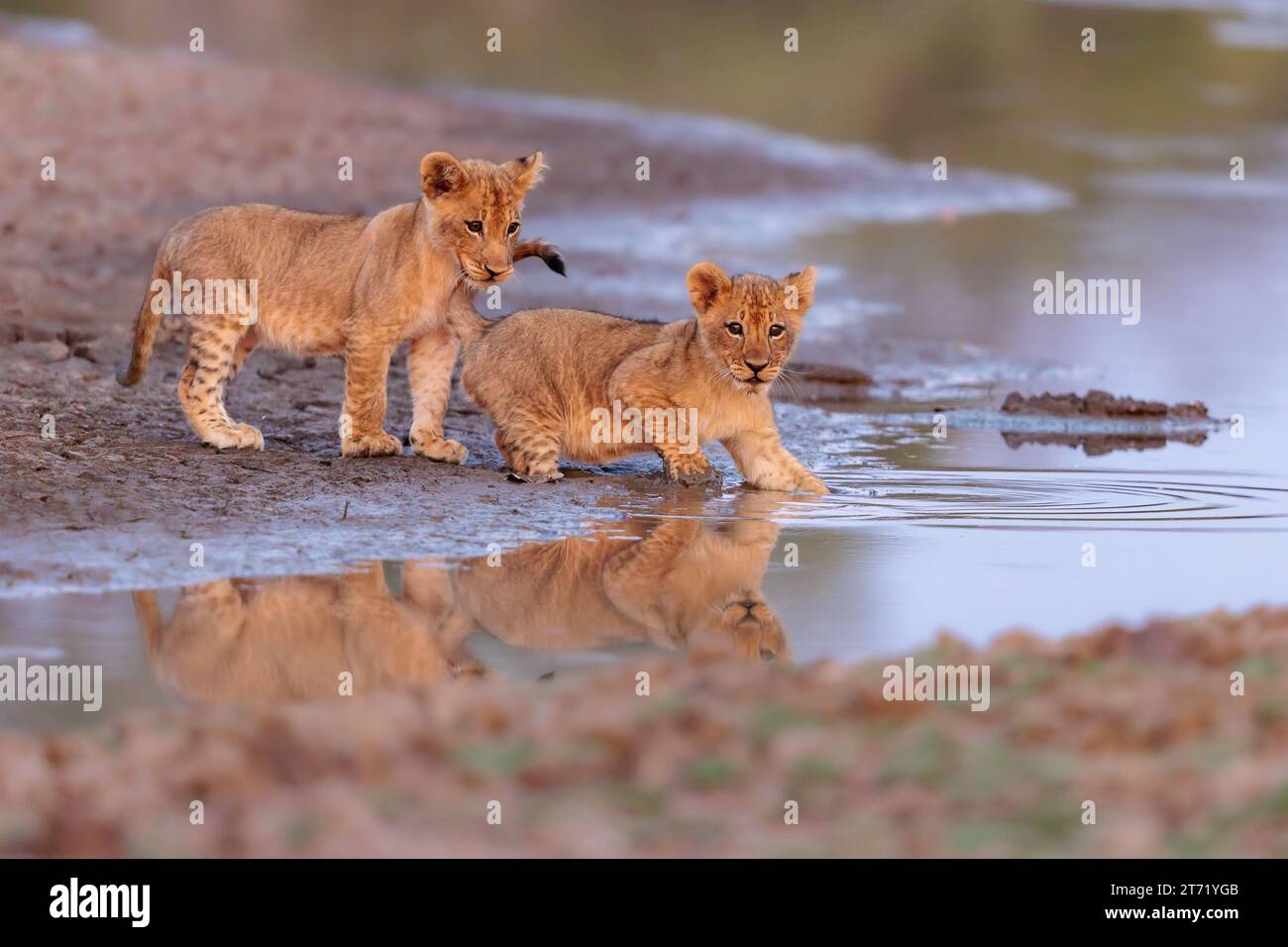 Lion cub siblings hi-res stock photography and images - Alamy