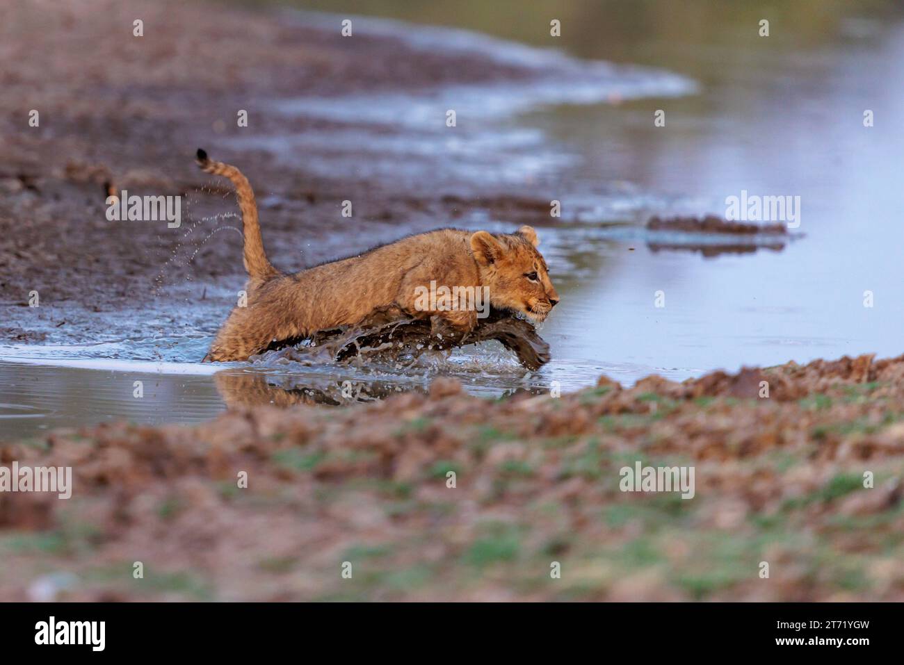 Jumping across river hi-res stock photography and images - Alamy
