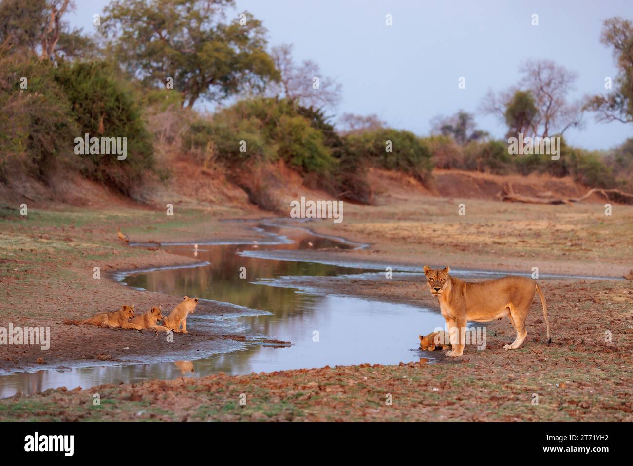 Lion cubs and their mother AFRICA ADORABLE lion cubs were snapped ...