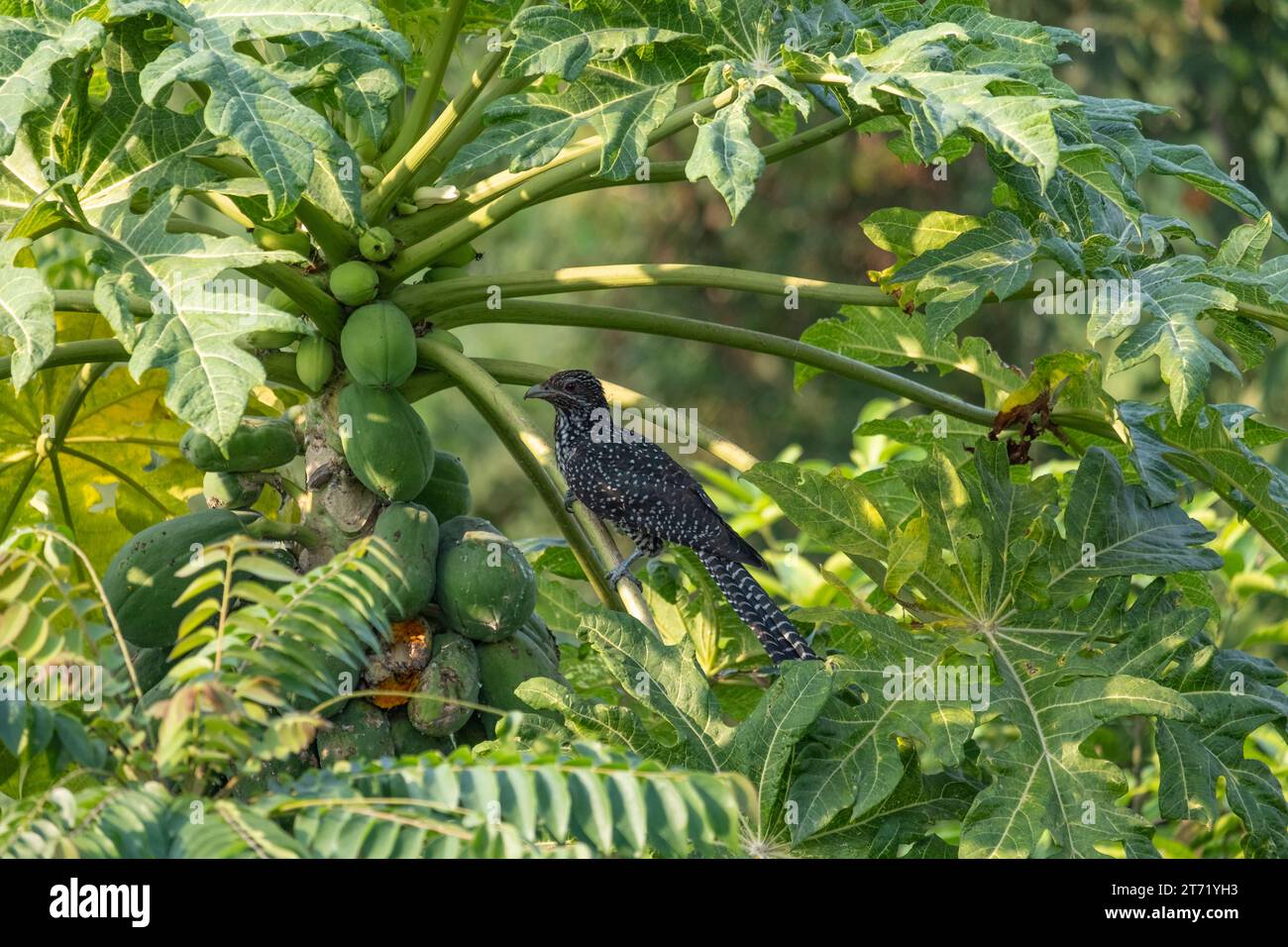 The Asian koel (Eudynamys scolopaceus), female, perched on a papaya ...
