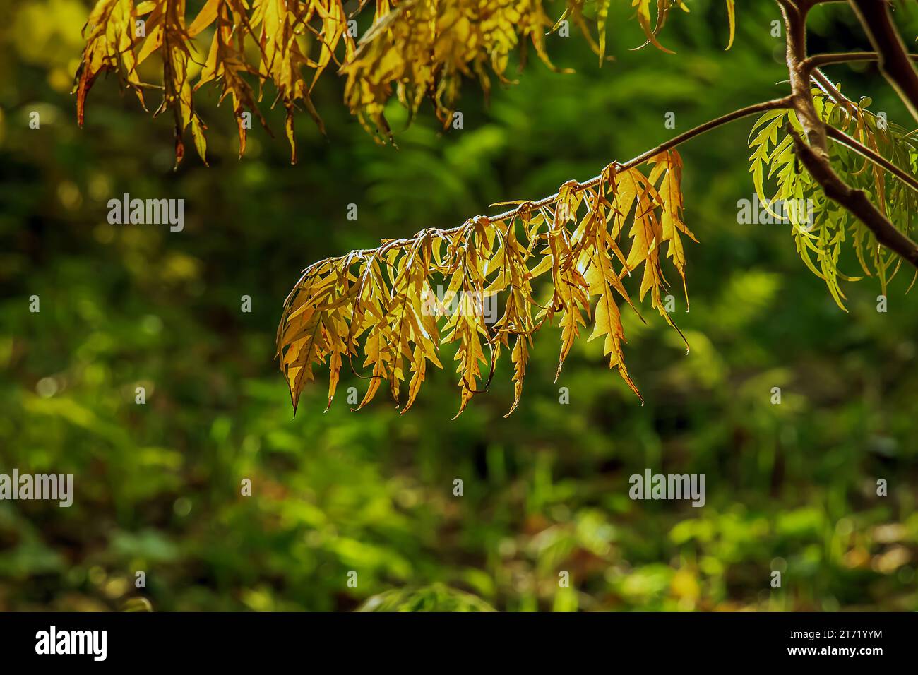 Rhus typhina in October. Yellow Red leaves of staghorn sumac. Rhus ...