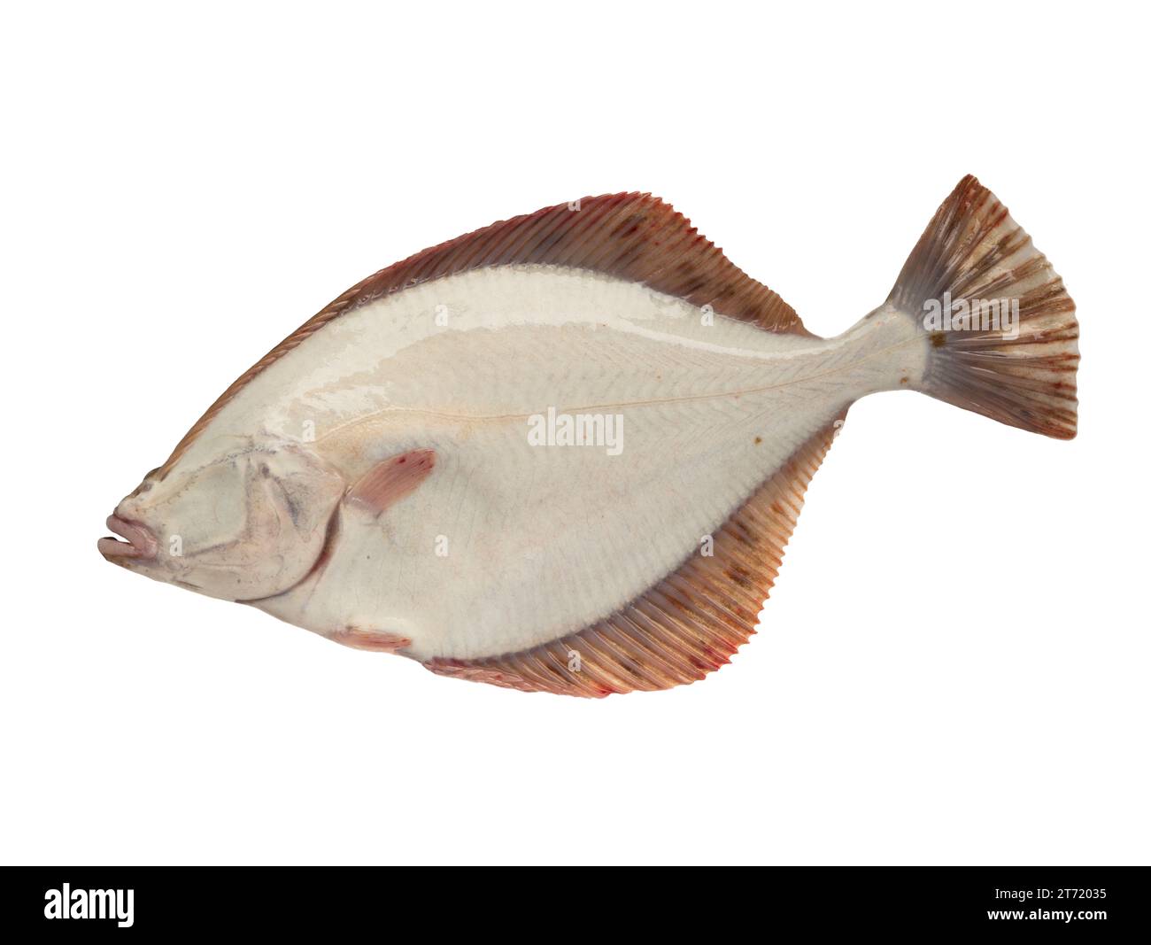 back side of the fish. Baltic sea flounder isolated on white background ...