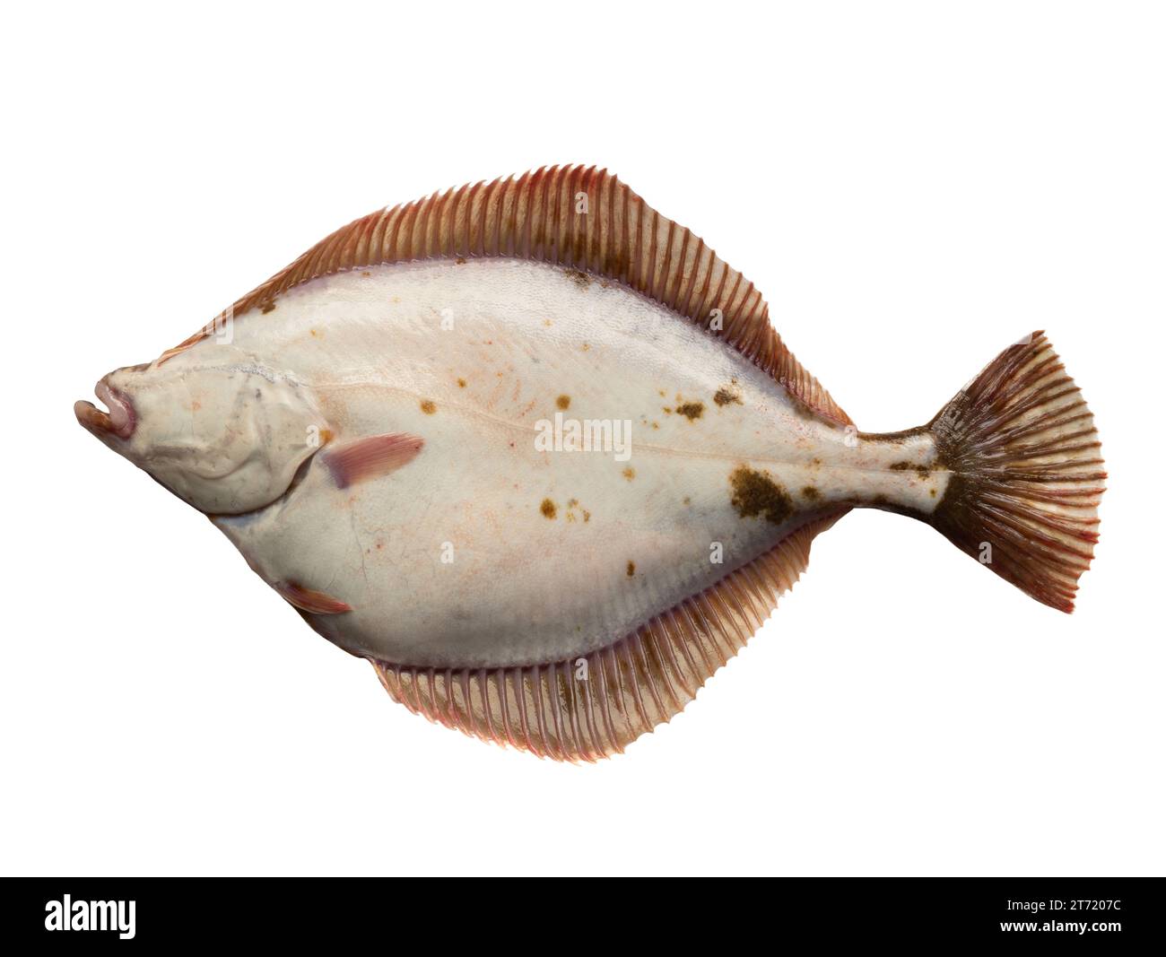 back side of the fish. Baltic sea flounder isolated on white background ...