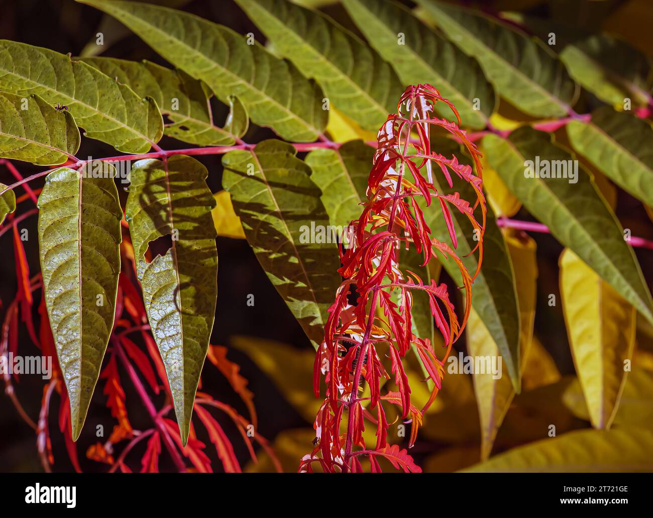 Rhus typhina in October. Yellow Red leaves of staghorn sumac. Rhus ...