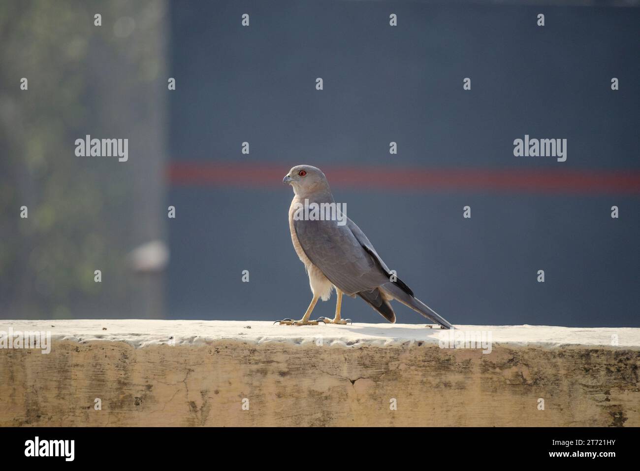 Female shikra india hi-res stock photography and images - Alamy