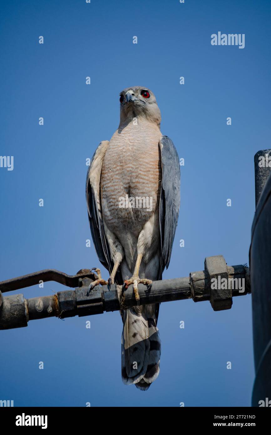 Female shikra hi-res stock photography and images - Alamy